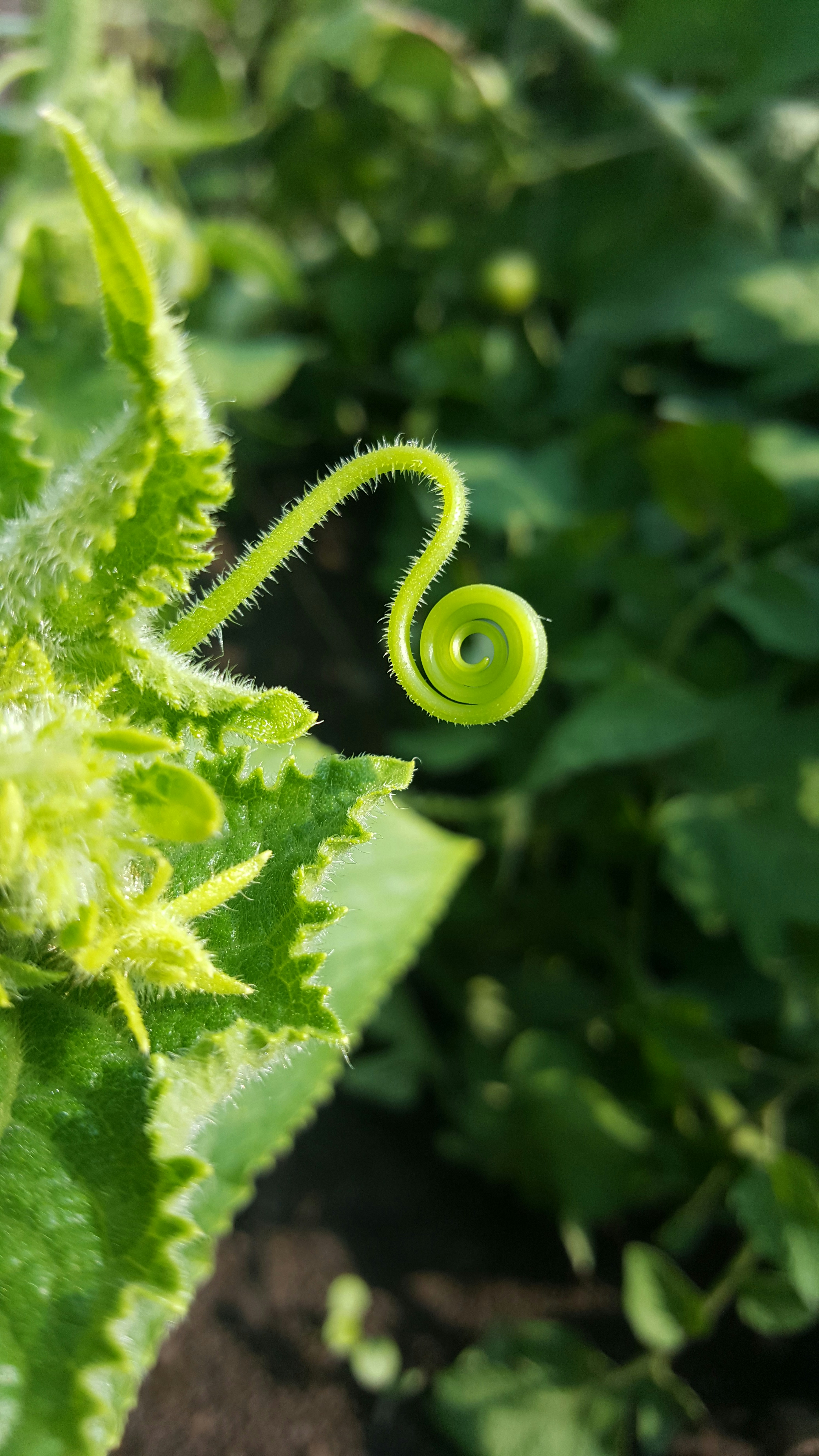 Una serpiente verde en una hoja foto – Imagen de Verde gratuita en Unsplash