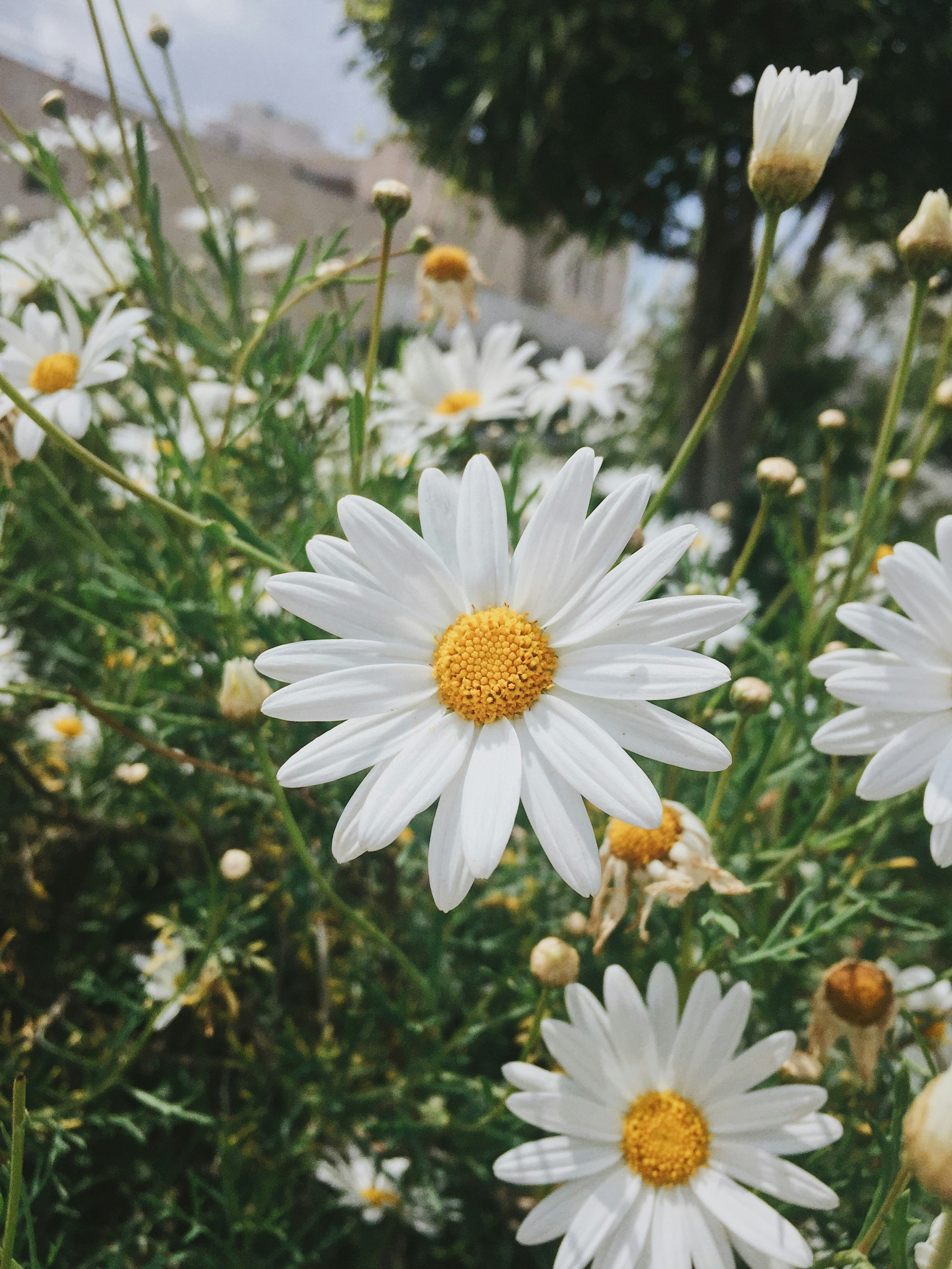 White daisies with yellow centers bloom amid green foliage under a cloudy sky.