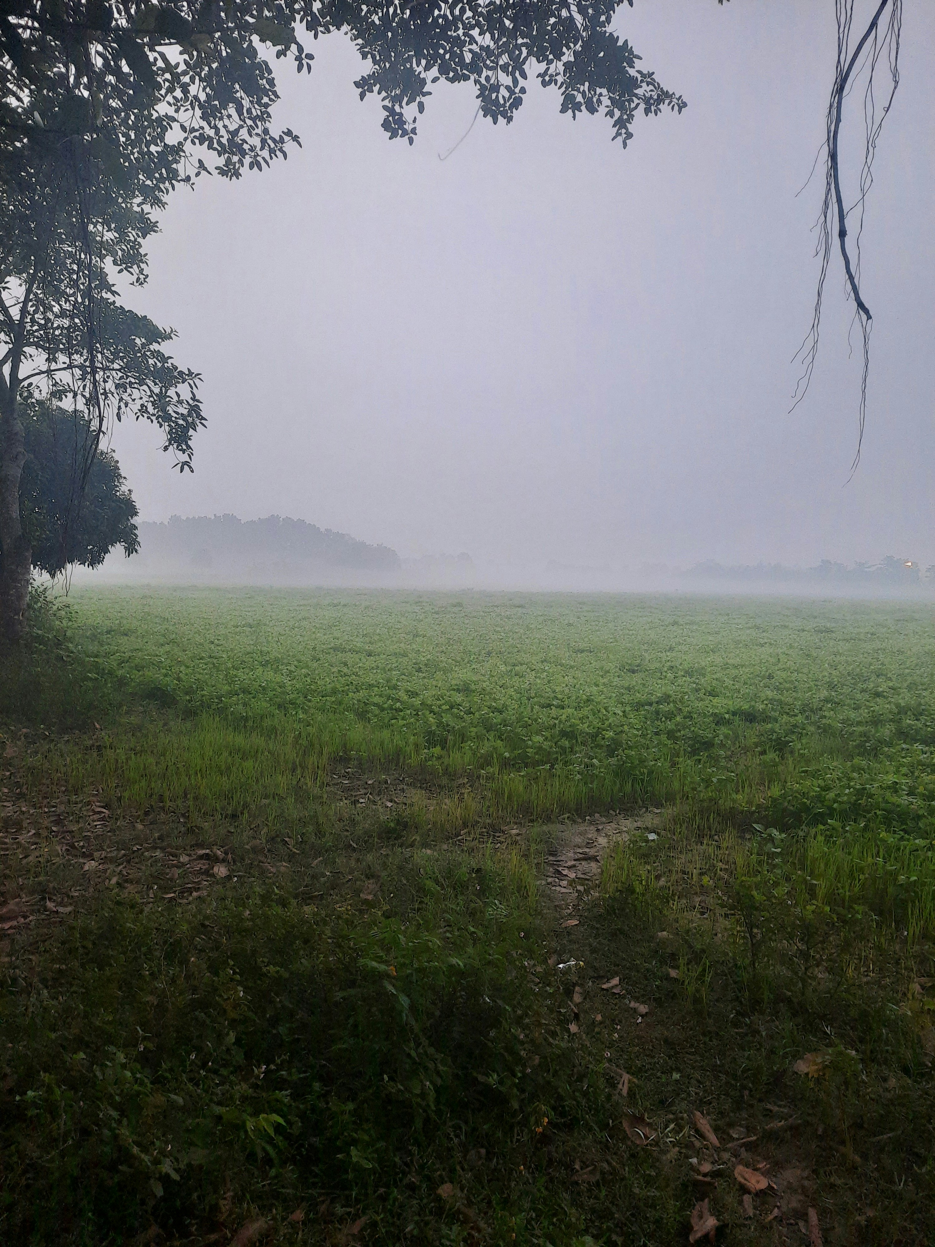 a grassy field with trees