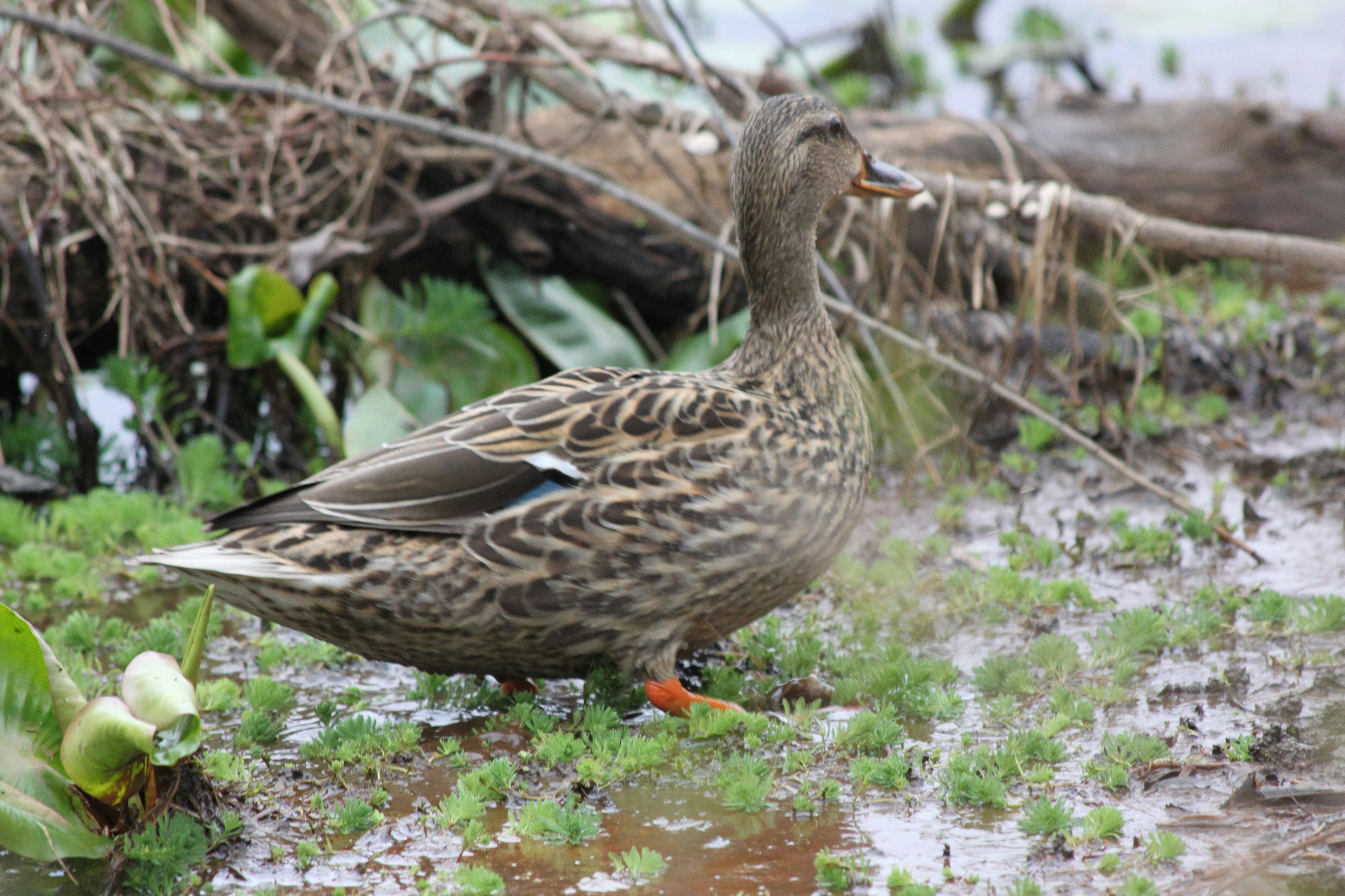 물에 서있는 오리 사진 – Unsplash의 무료 청둥 오리 오리 이미지