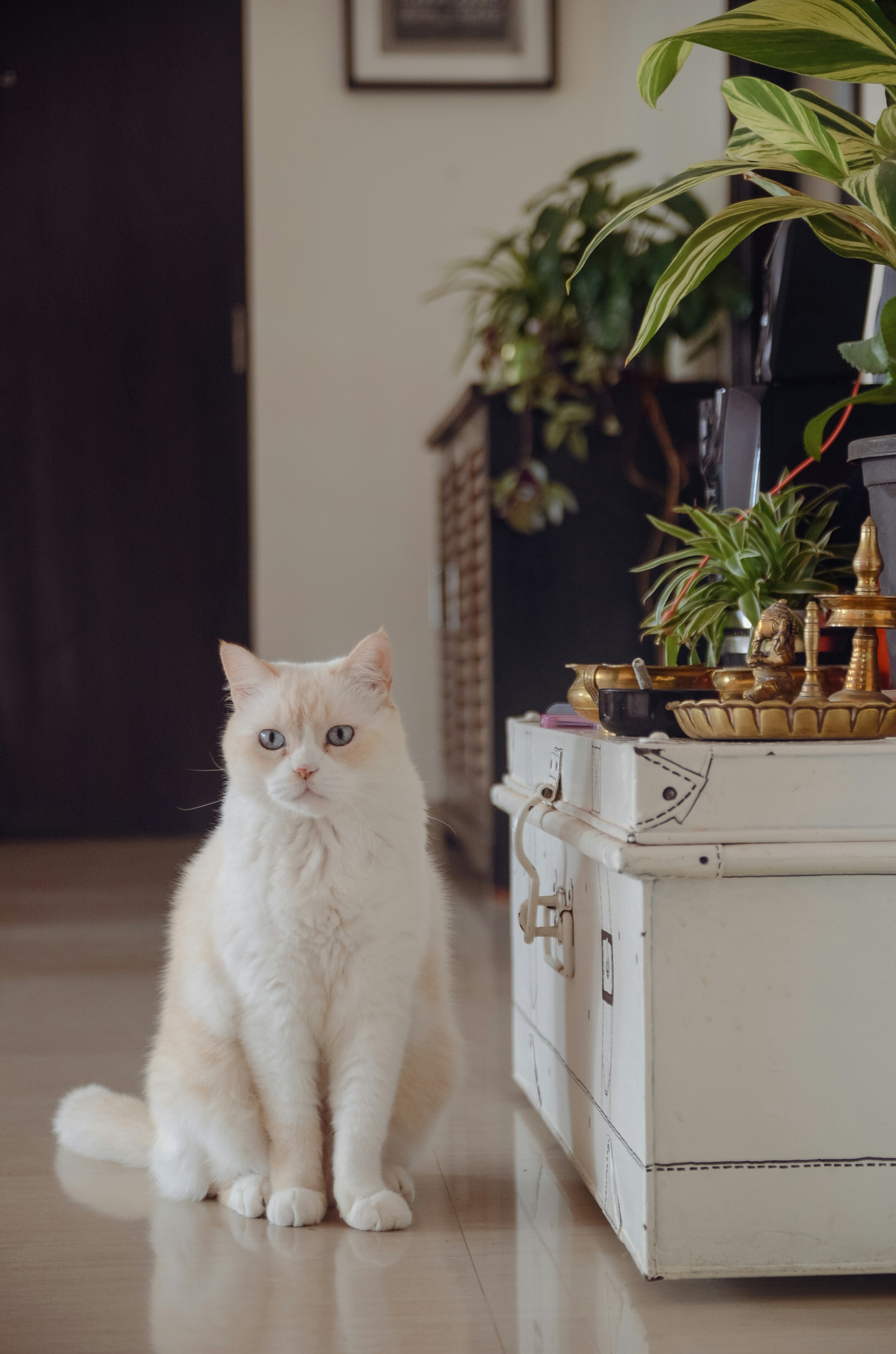 Whiskered Quietude: Cream Cat at the Edge of a Plant-Laden Console