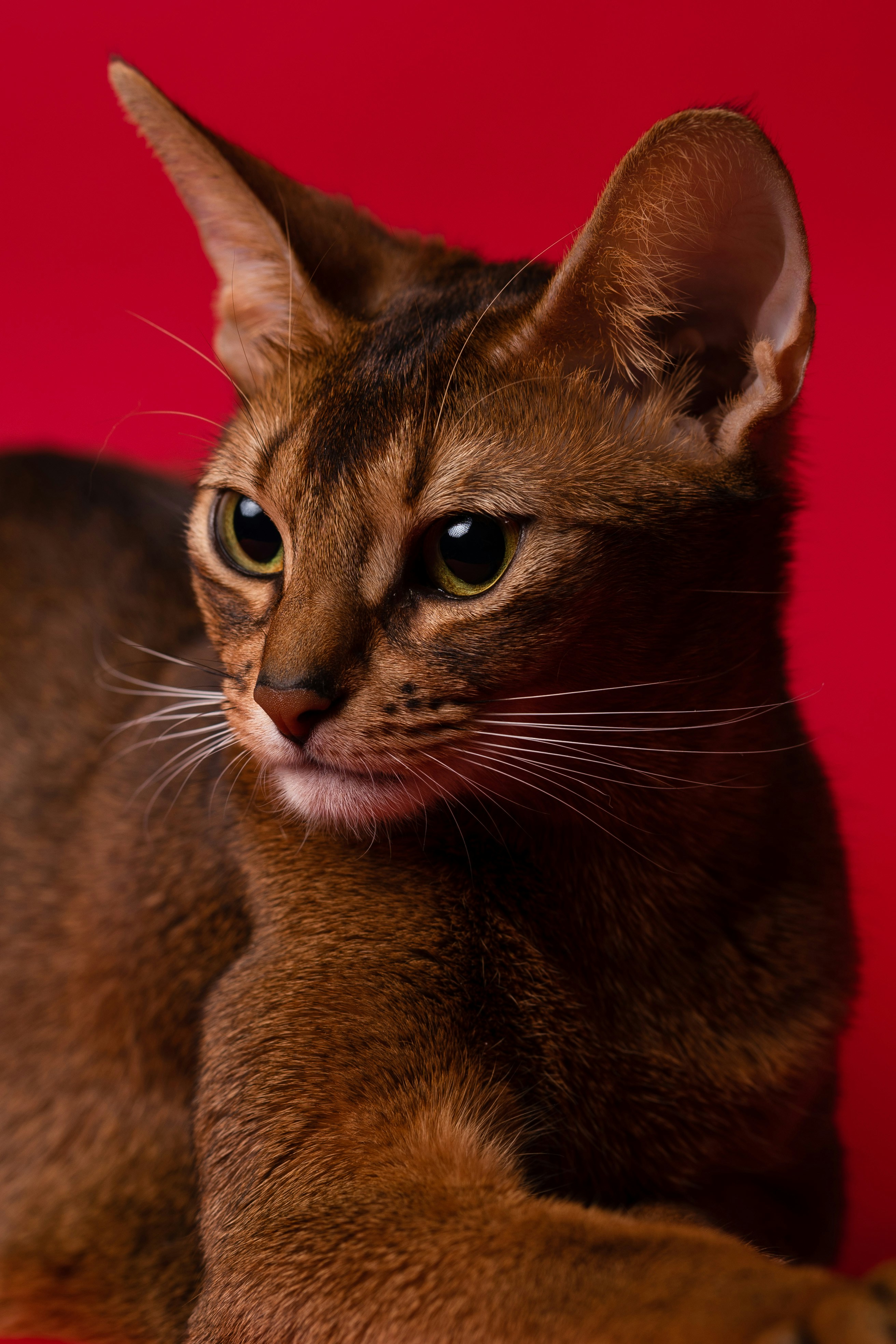 Close-up of a brown cat with striking green eyes and prominent whiskers, contrasting against a vivid red background.
