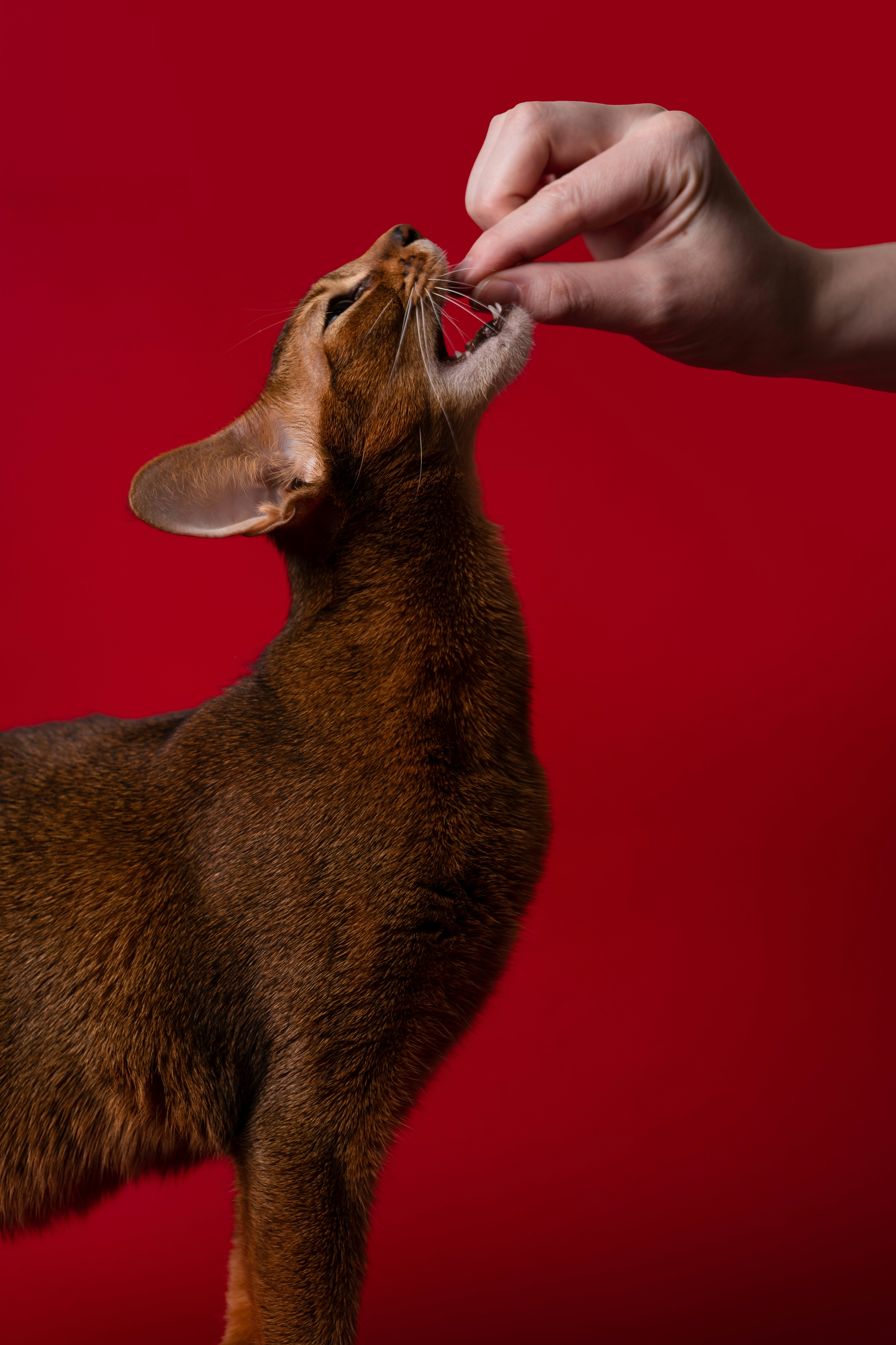A cat eagerly reaching for a treat offered by a hand against a vibrant red background.
