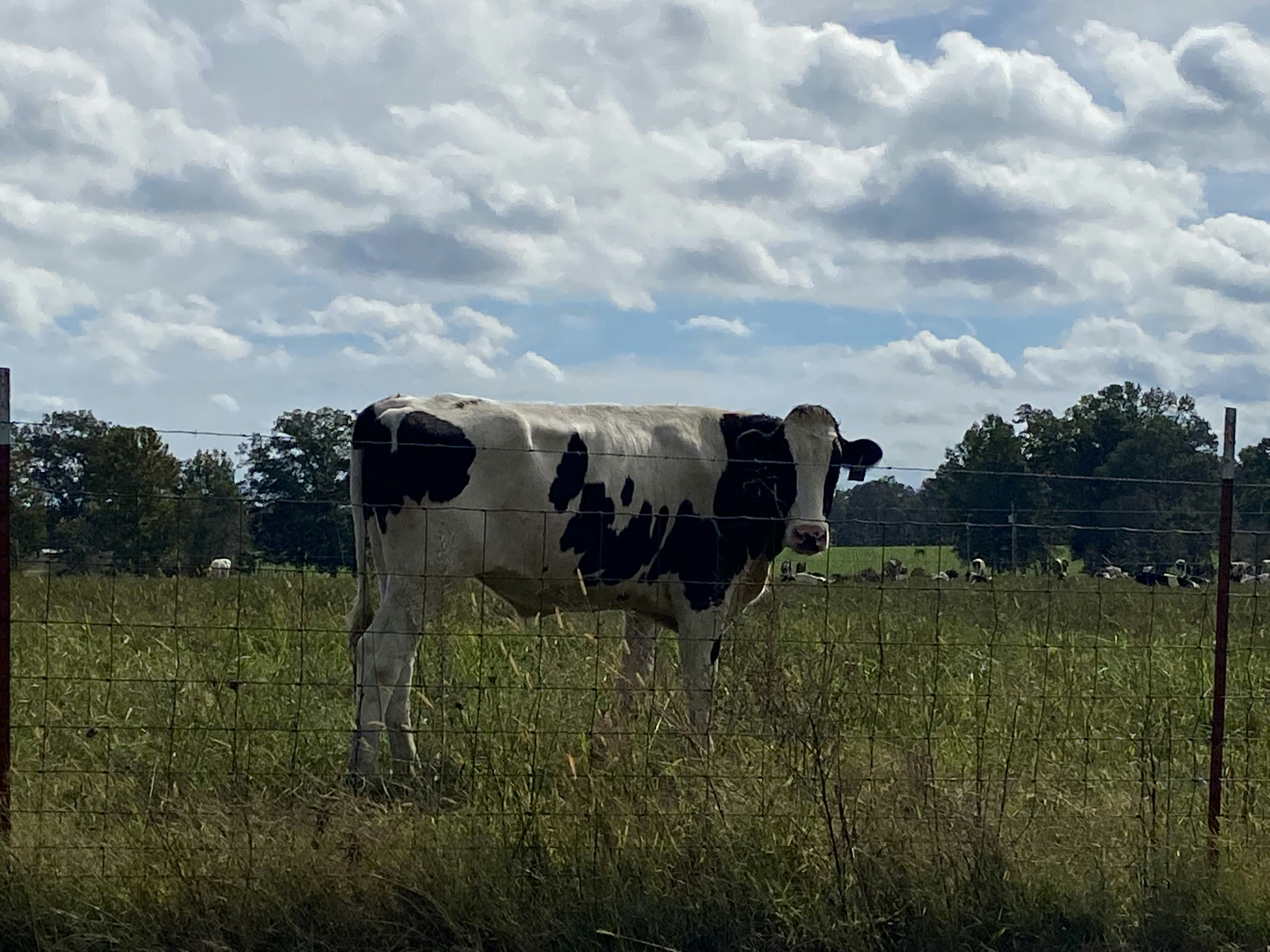 A cow standing behind a fence photo – Free Normandy Image on Unsplash