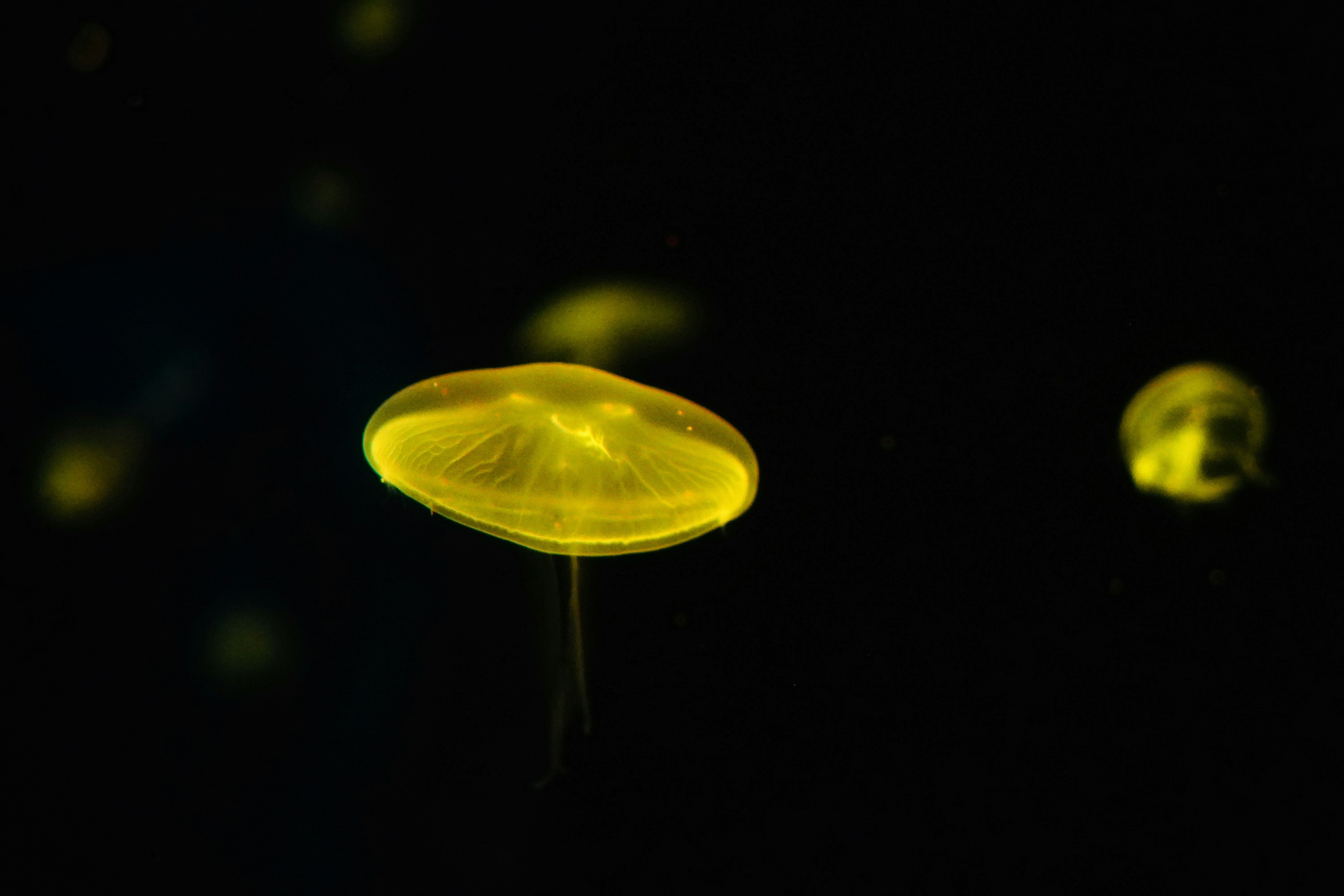 Jellyfish