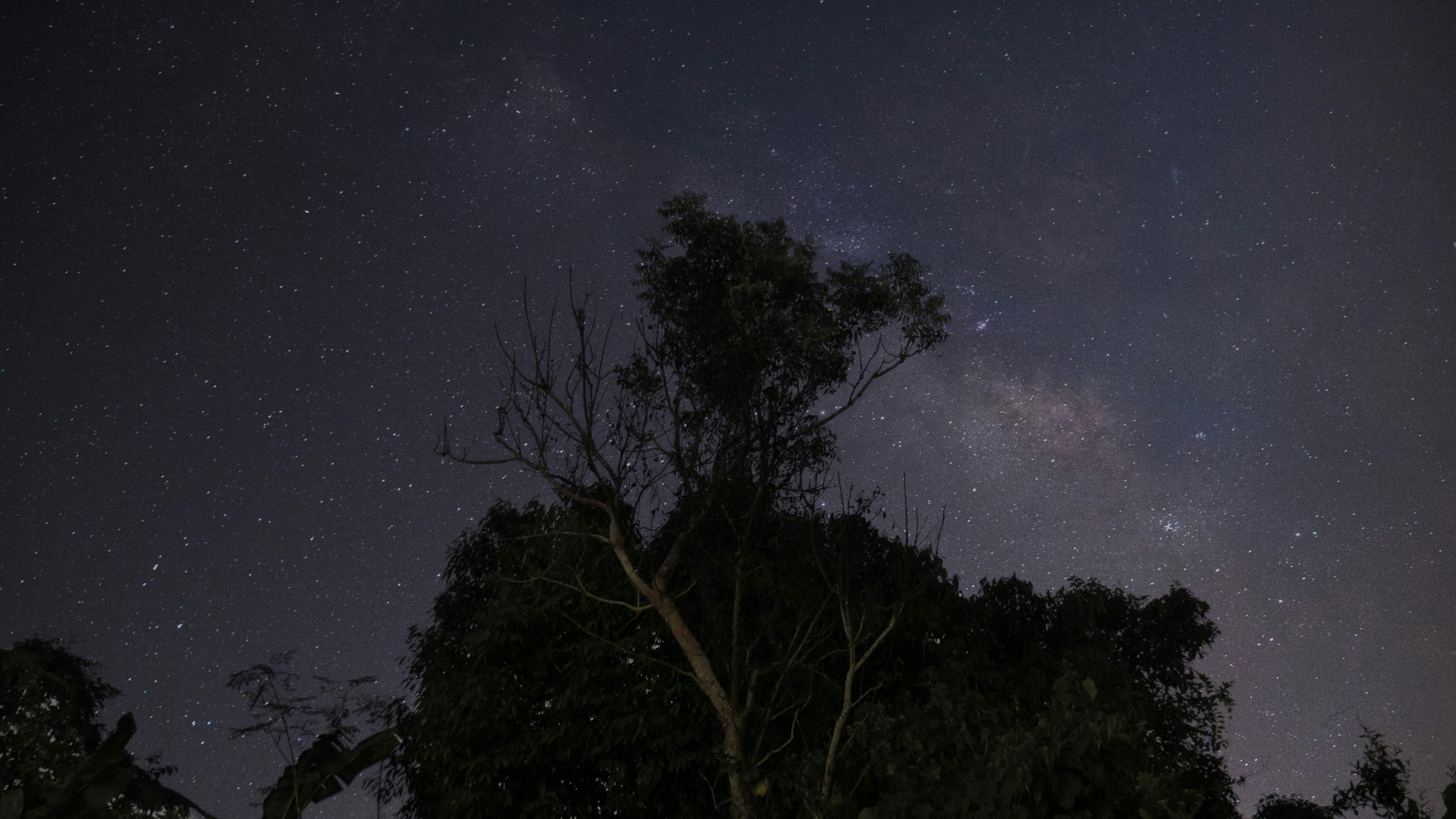 Starry night sky with silhouetted trees framing the Milky Way.