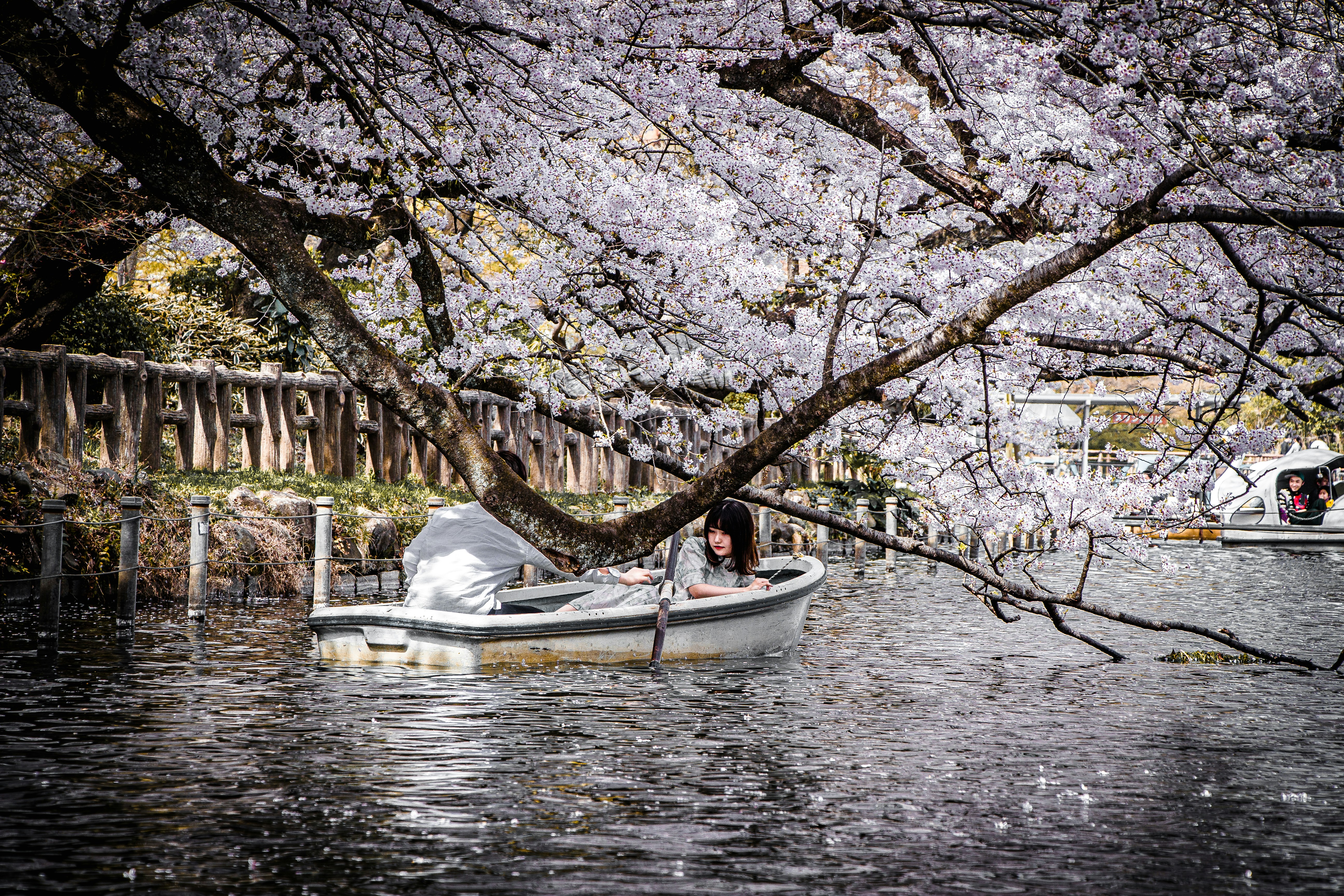 A serene scene of a woman in a small boat, surrounded by blooming cherry blossoms along a tranquil waterway.