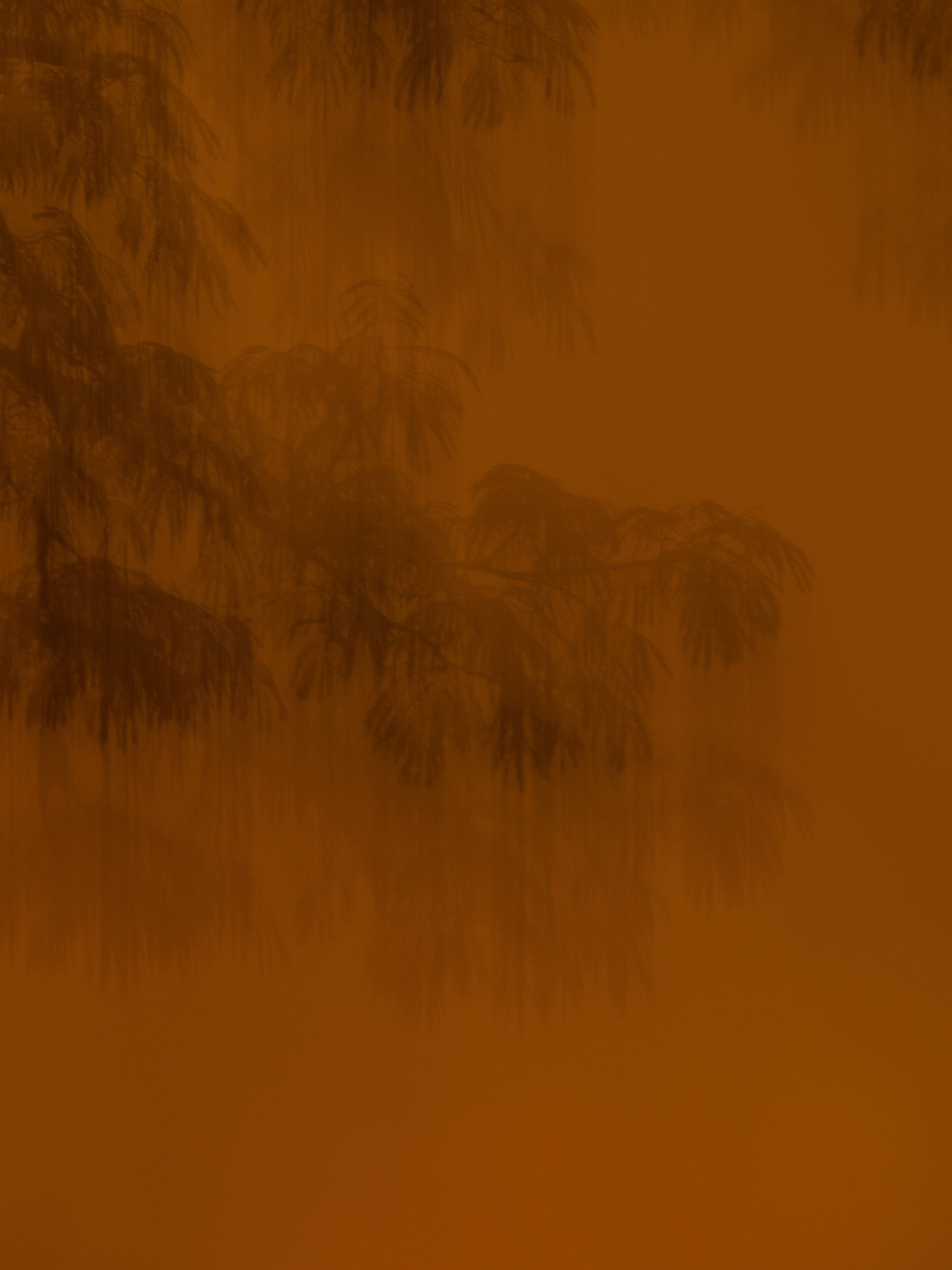 Orange Haze Drapes a Leafy Silhouette