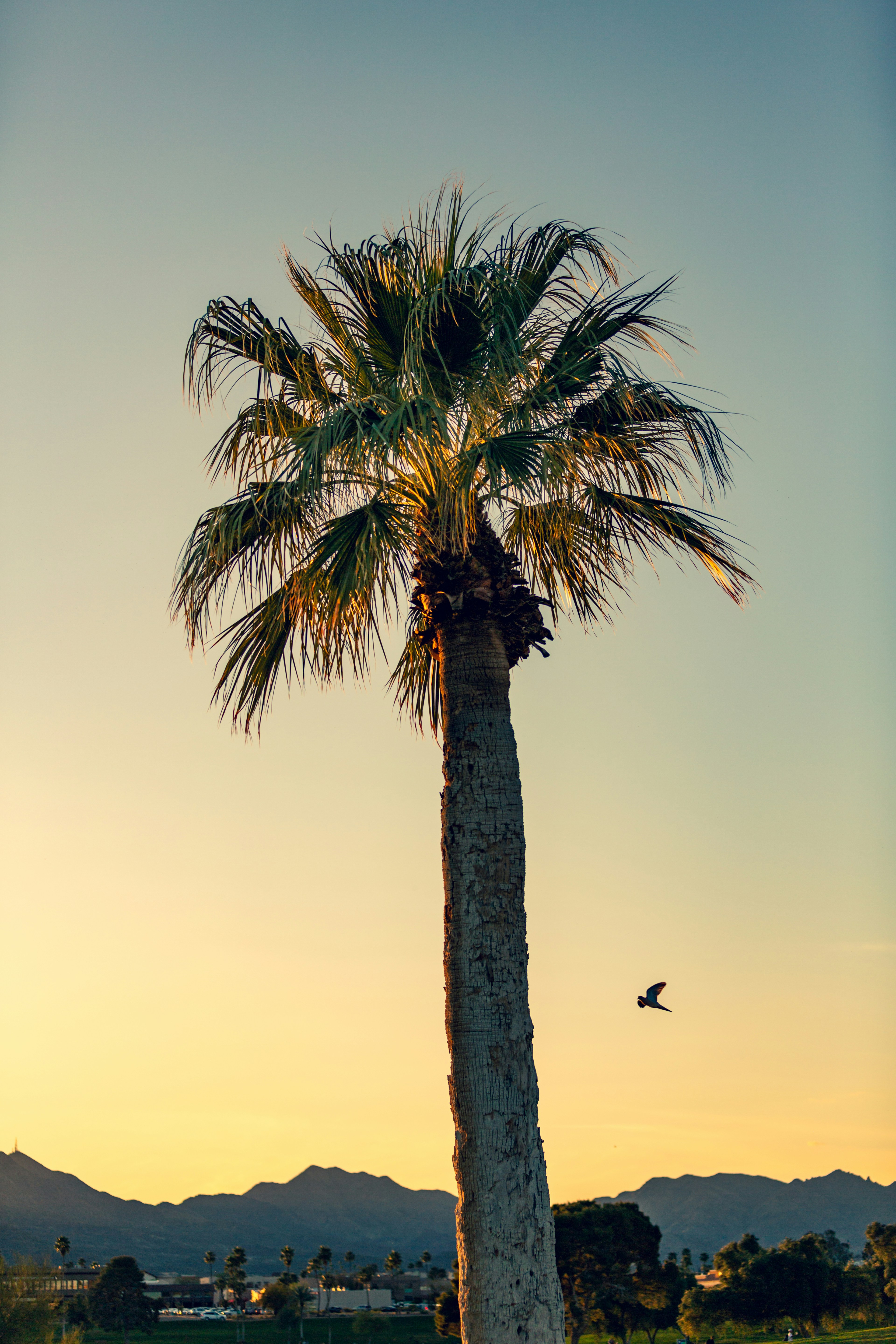 A palm tree with a bird flying by it photo – Free Arizona Image on Unsplash