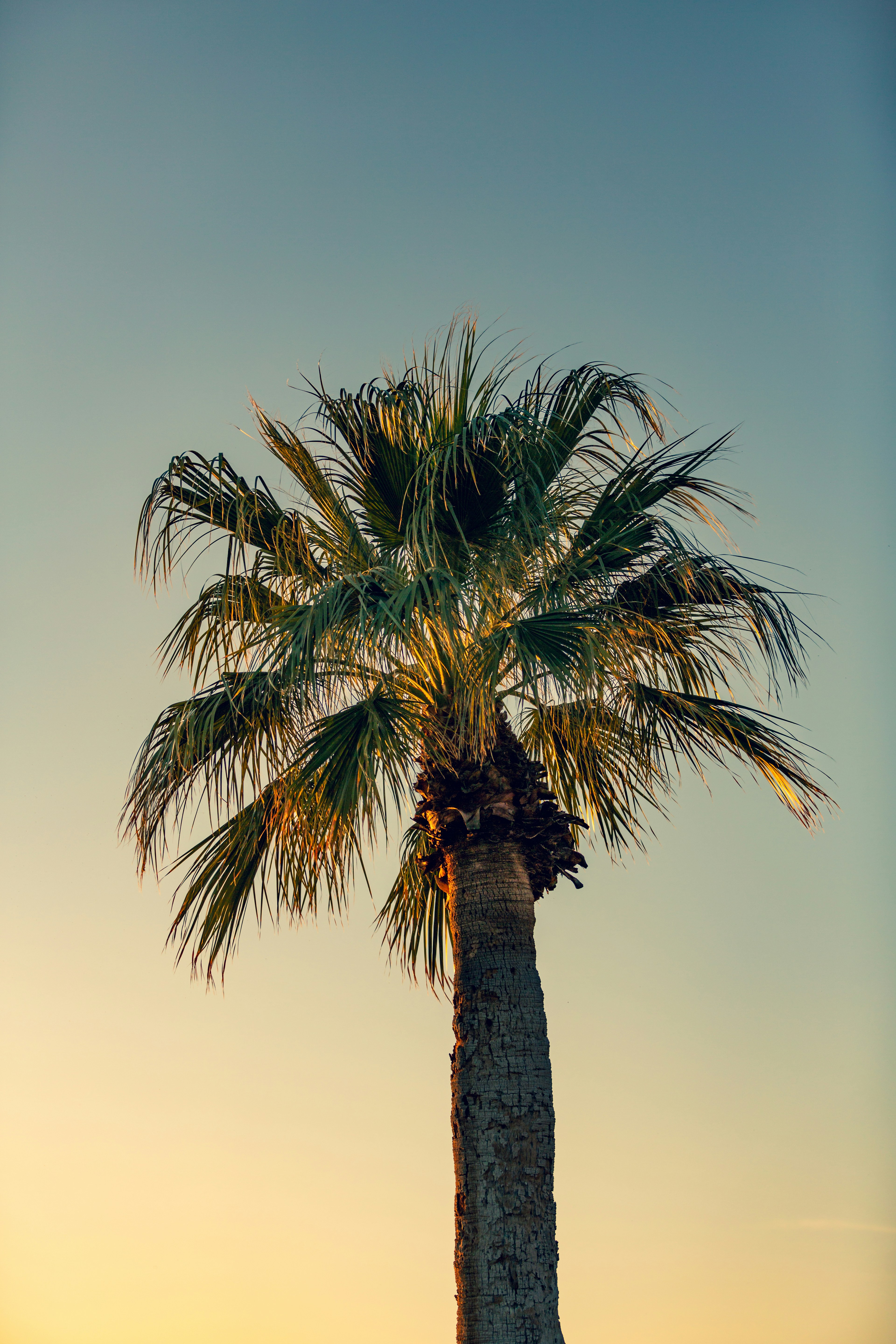 A palm tree against a blue sky photo – Free Usa Image on Unsplash