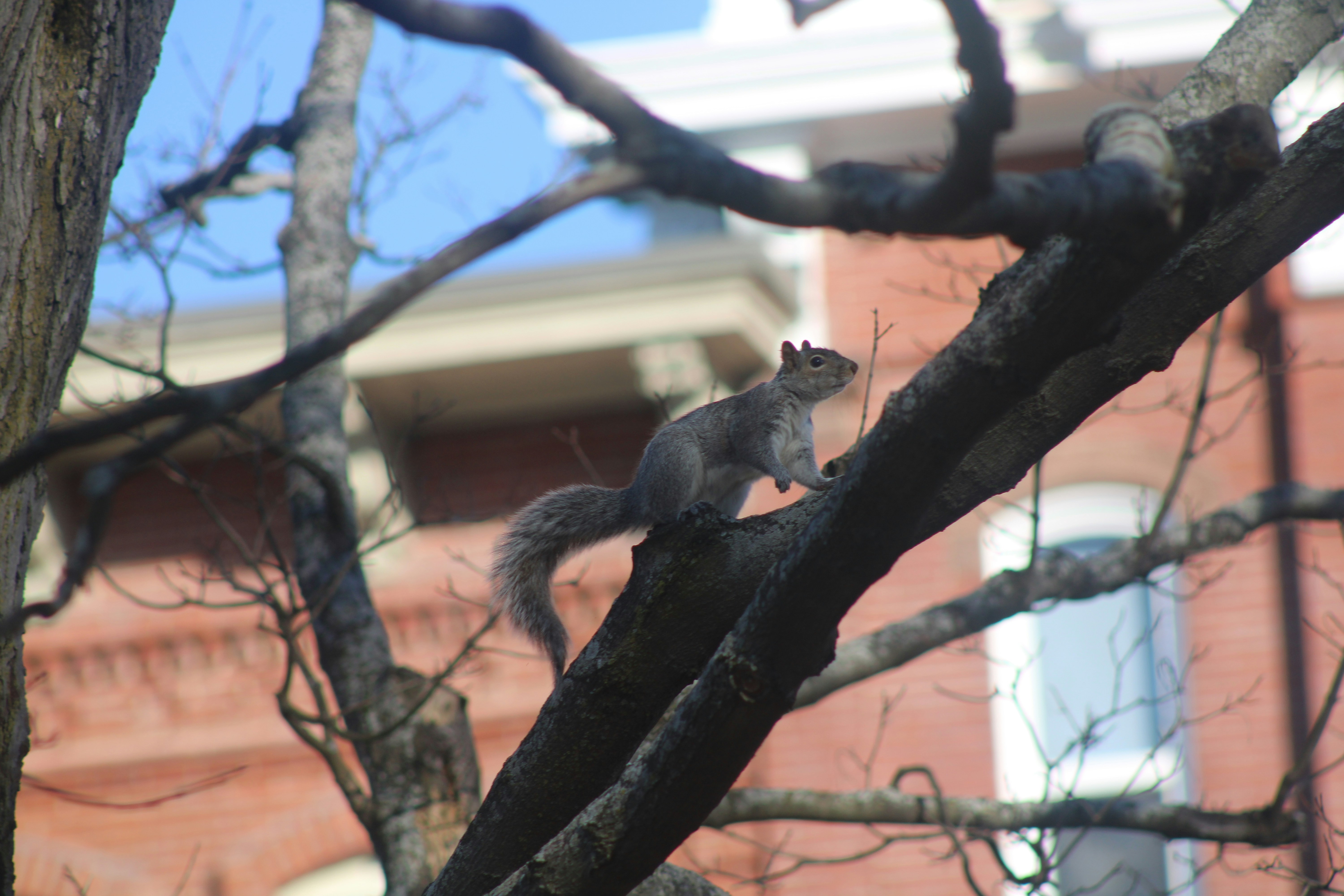 A squirrel climbing a tree.