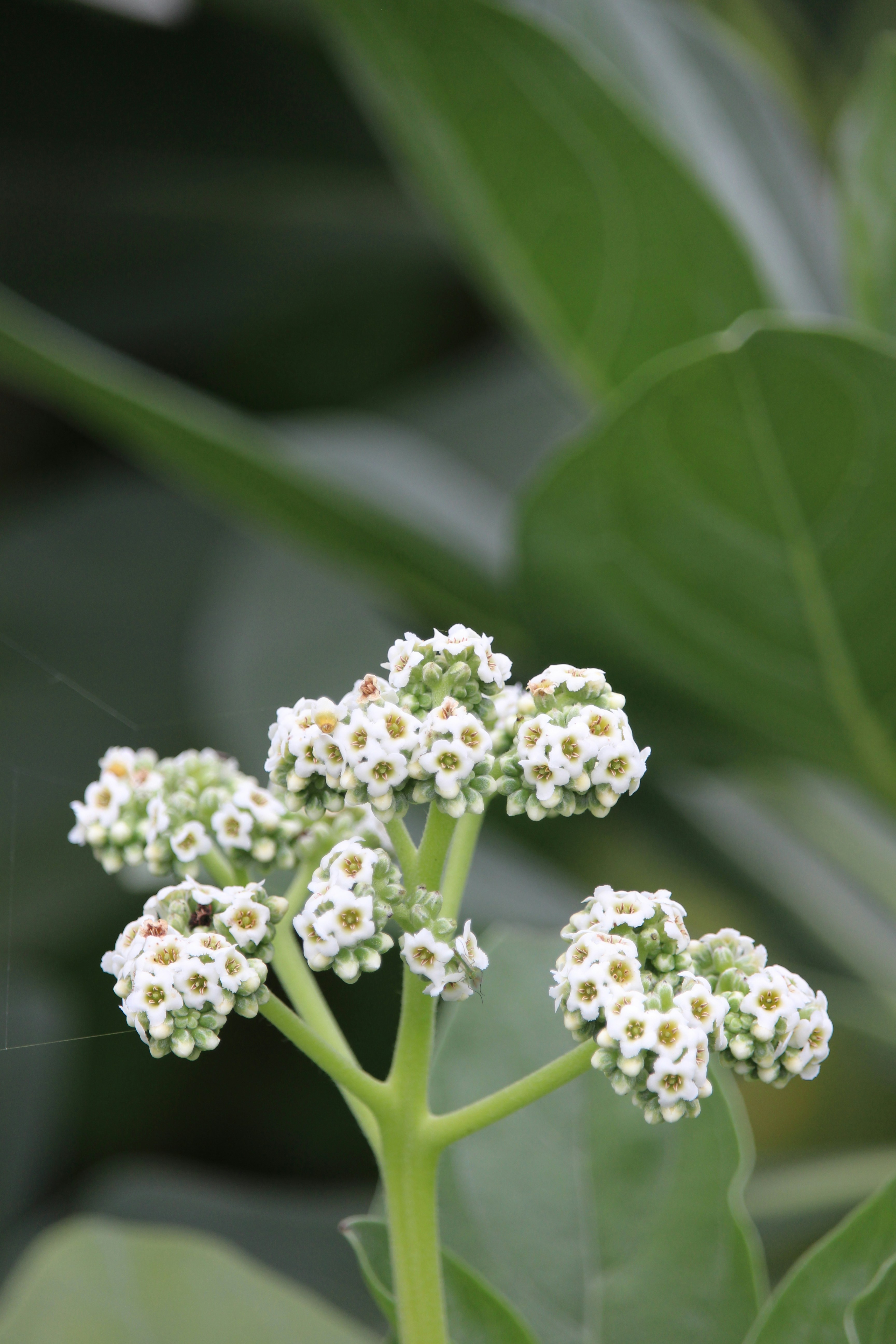 A stunning alyssum growing in the summer
