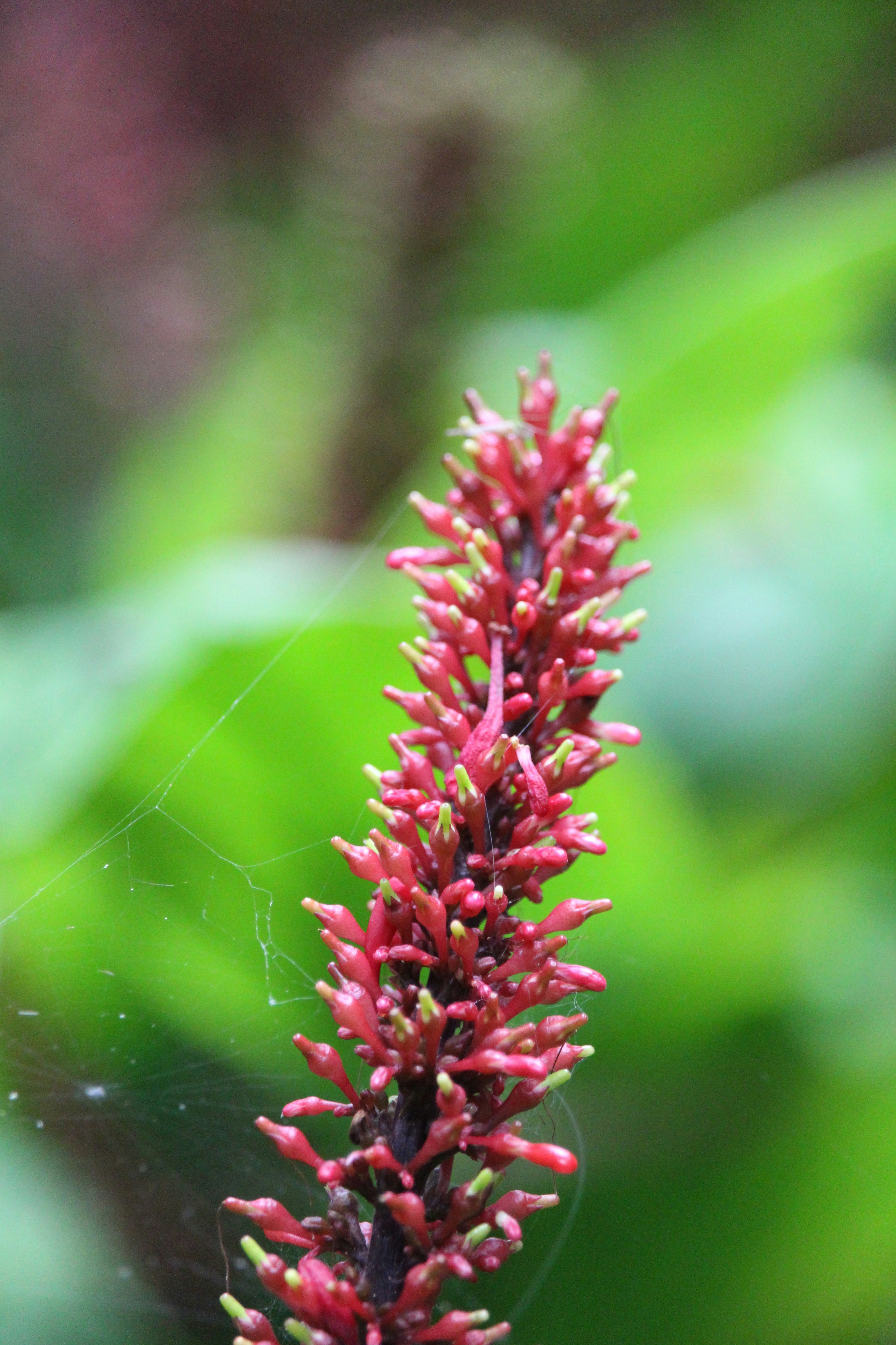 Crimson Spike in Soft Focus: Garden Macro Portrait