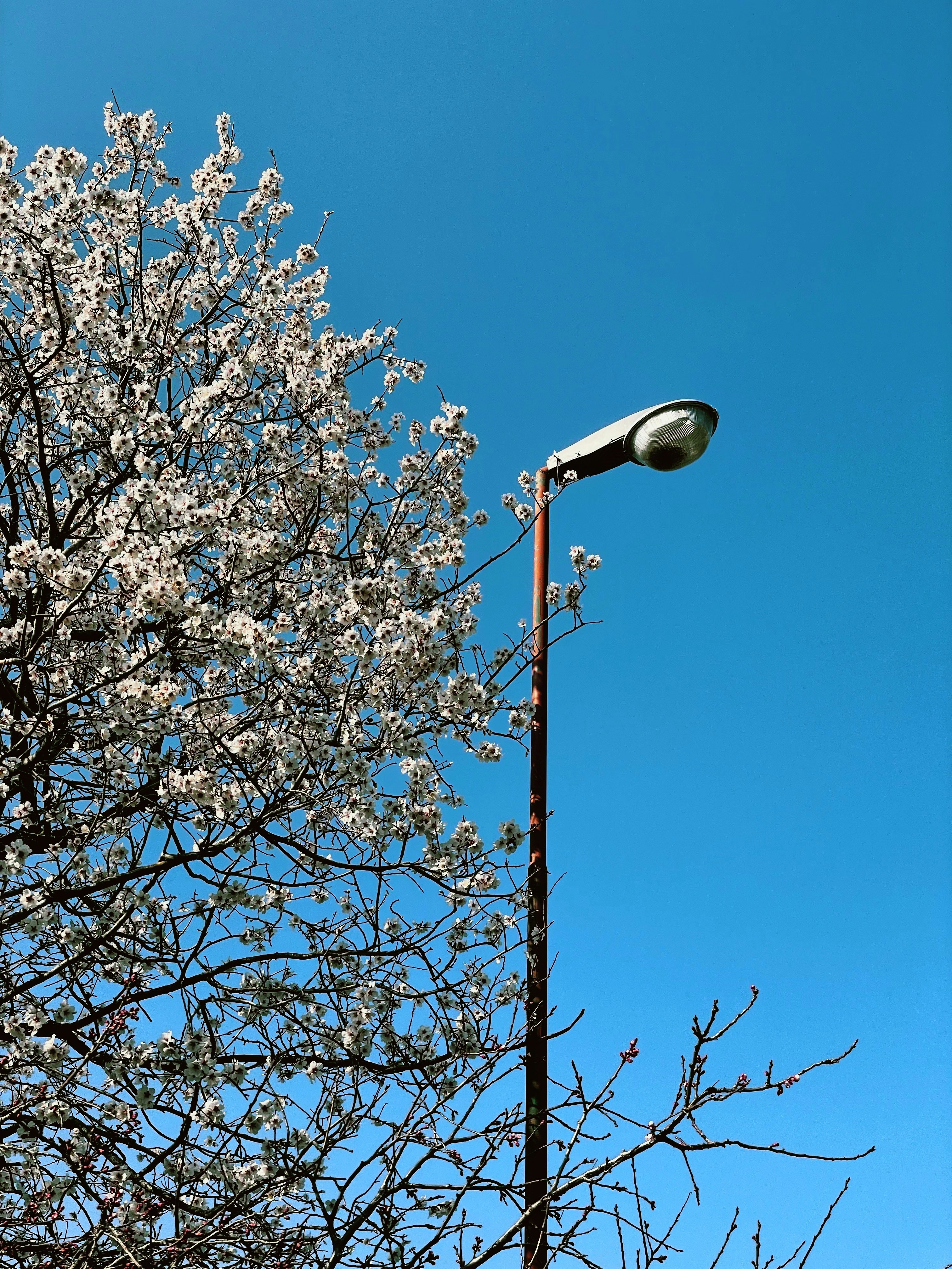 Delicate cherry blossoms bloom on a tree, contrasting beautifully with a clear blue sky and a street lamp.