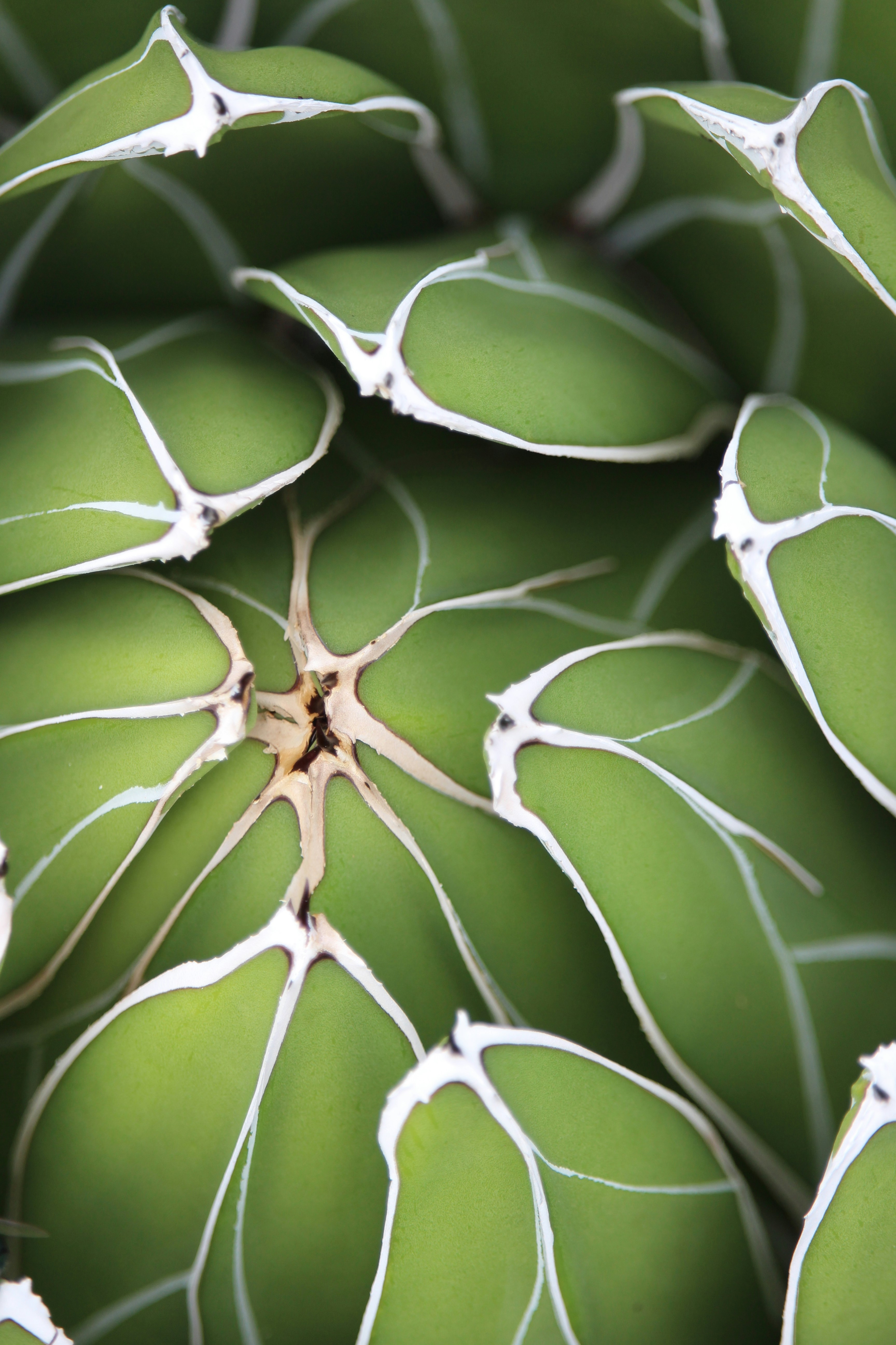 Emerald Crown: A Close-Up of Segmented Succulent Geometry