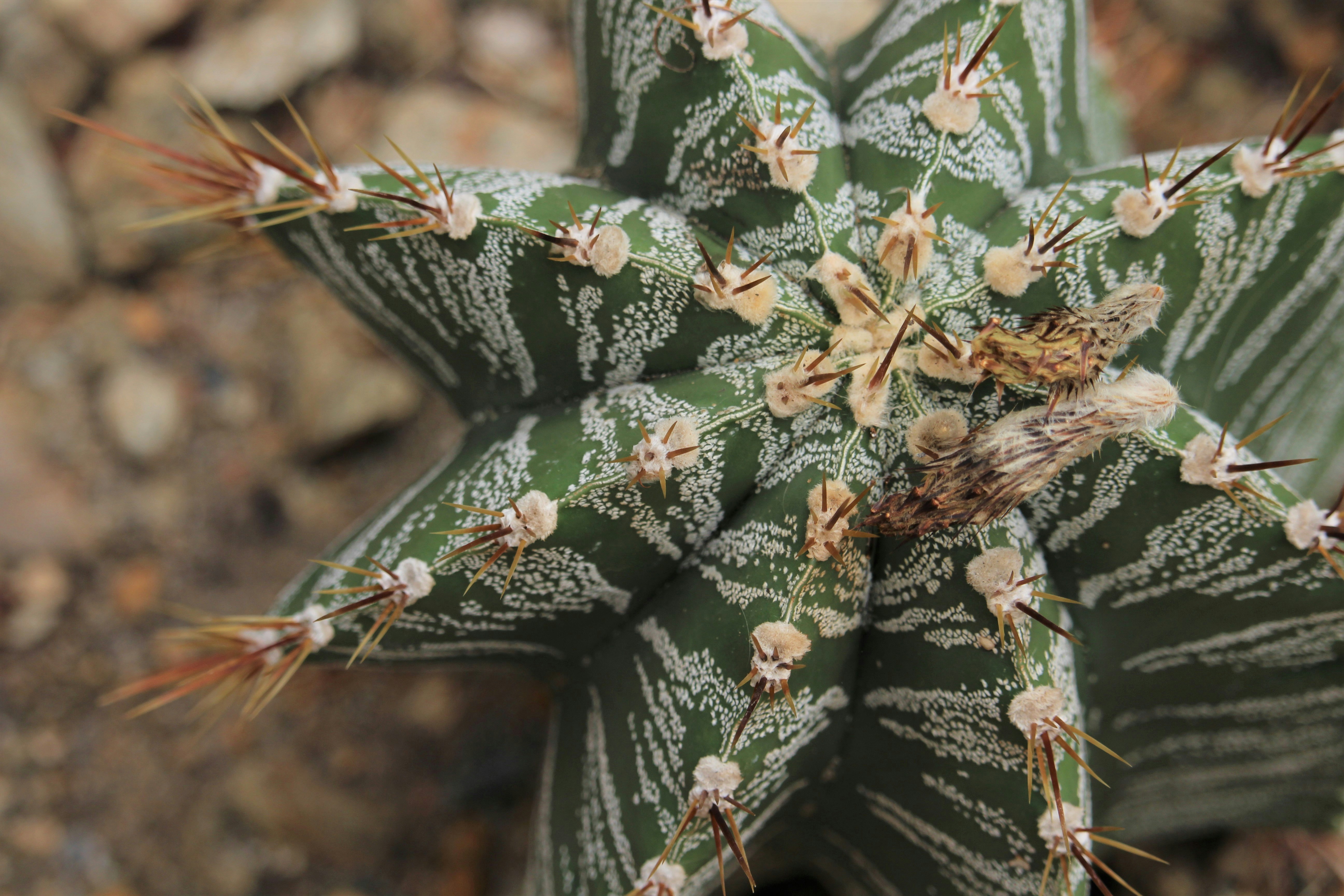 Close-up of a Green Zebra Cactus: Spines and Texture in Focus