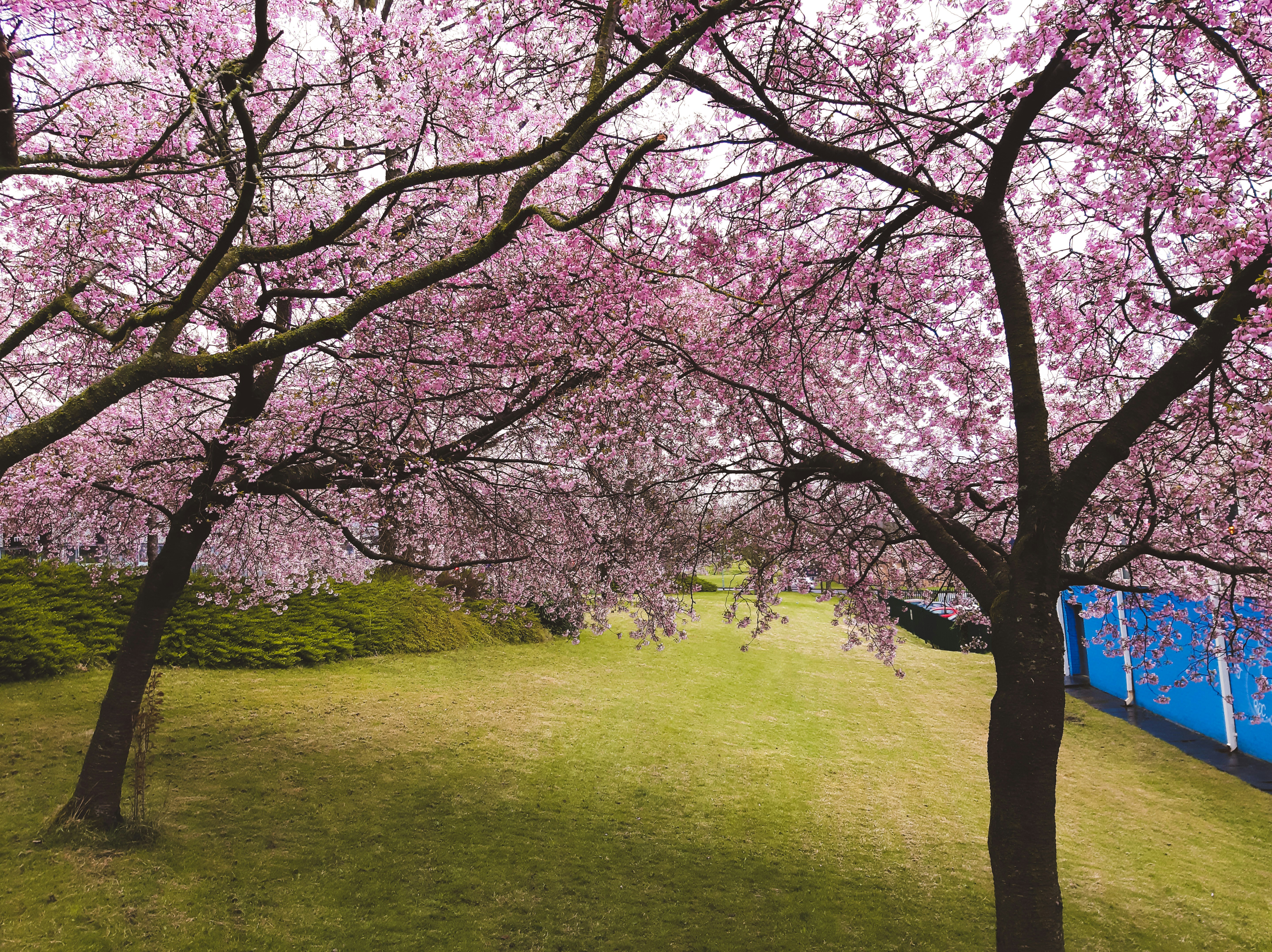 Blossom Alley Under a Pink Ceiling