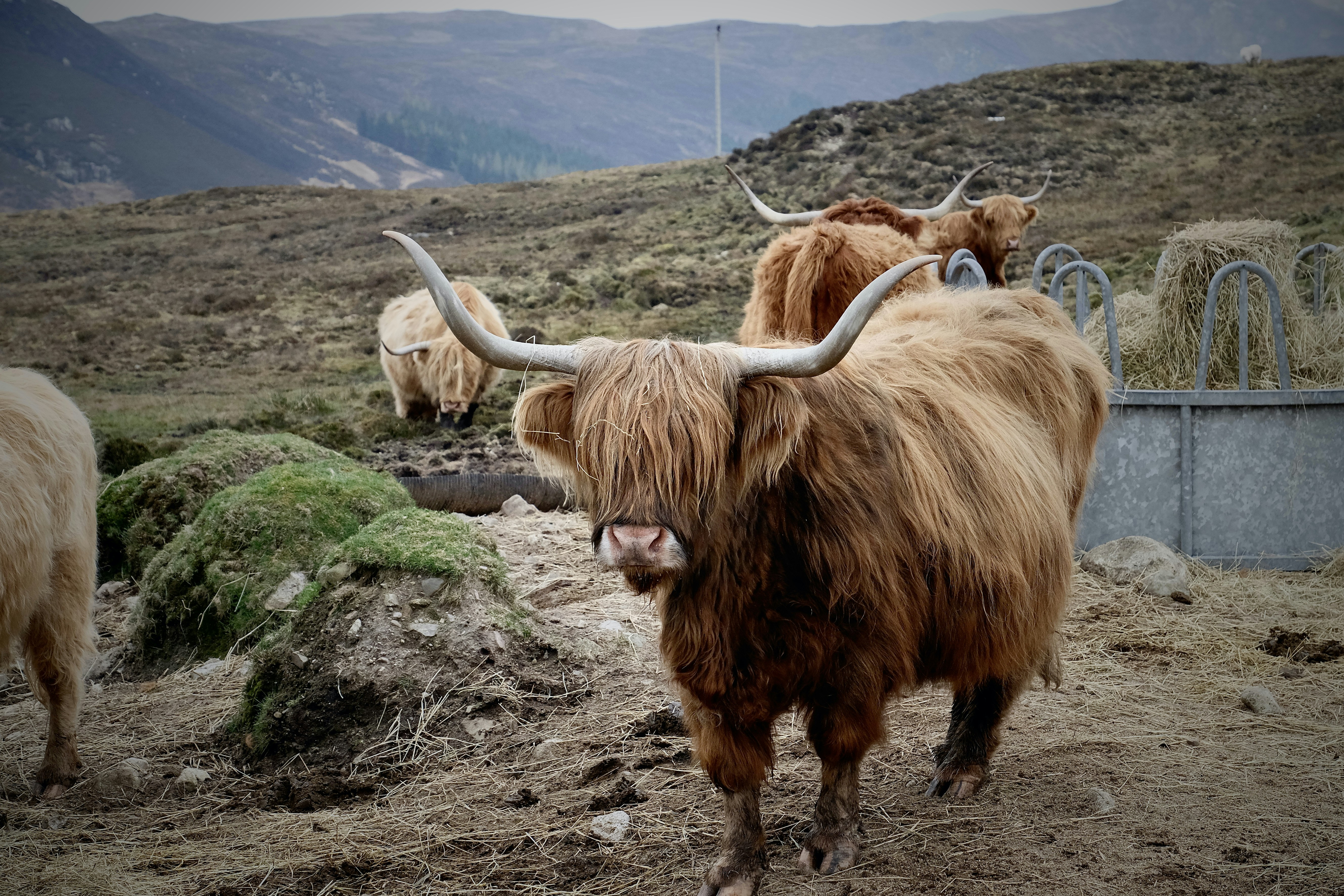 A group of yaks on a rocky hillside photo – Free Animal Image on Unsplash