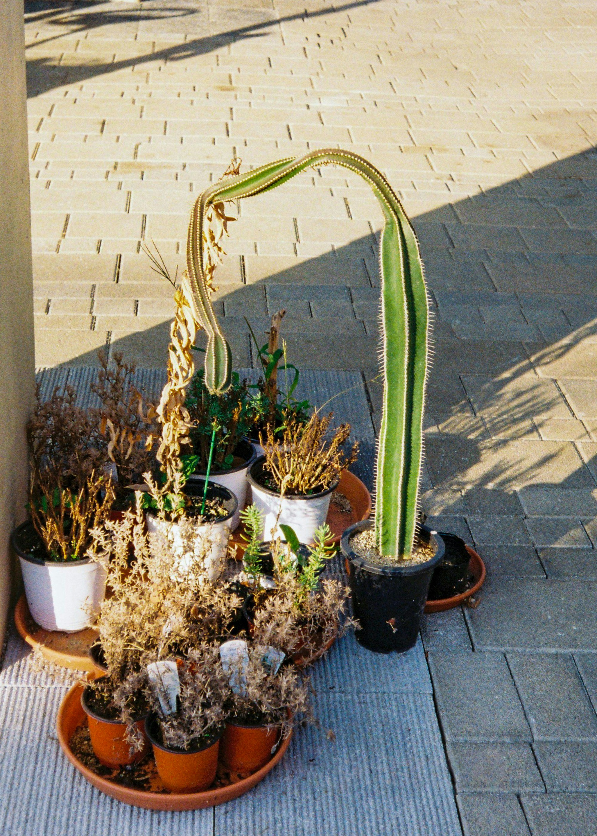 a group of potted plants