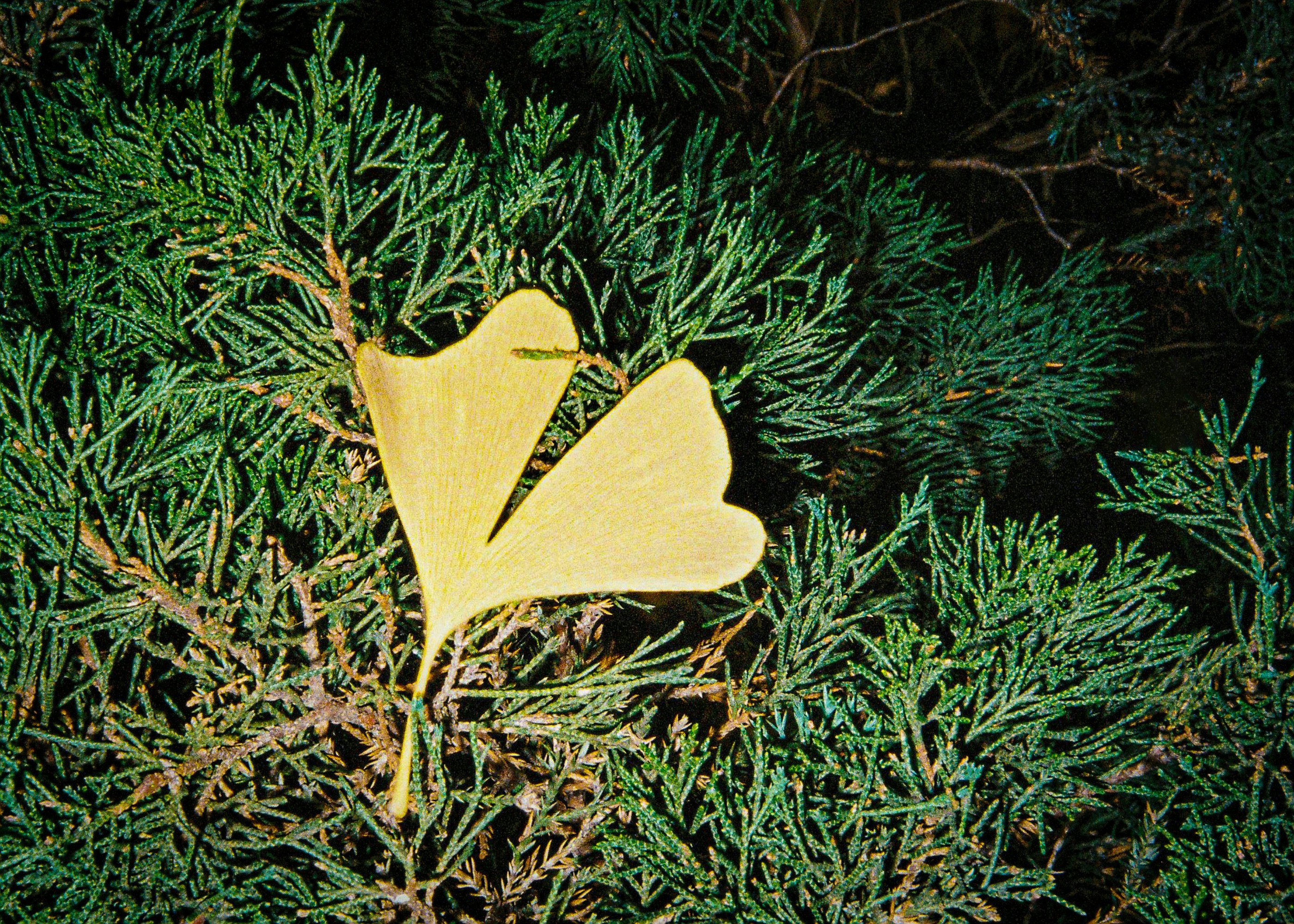 A vibrant yellow ginkgo leaf rests prominently on a backdrop of lush green foliage, showcasing nature's contrasting colors.