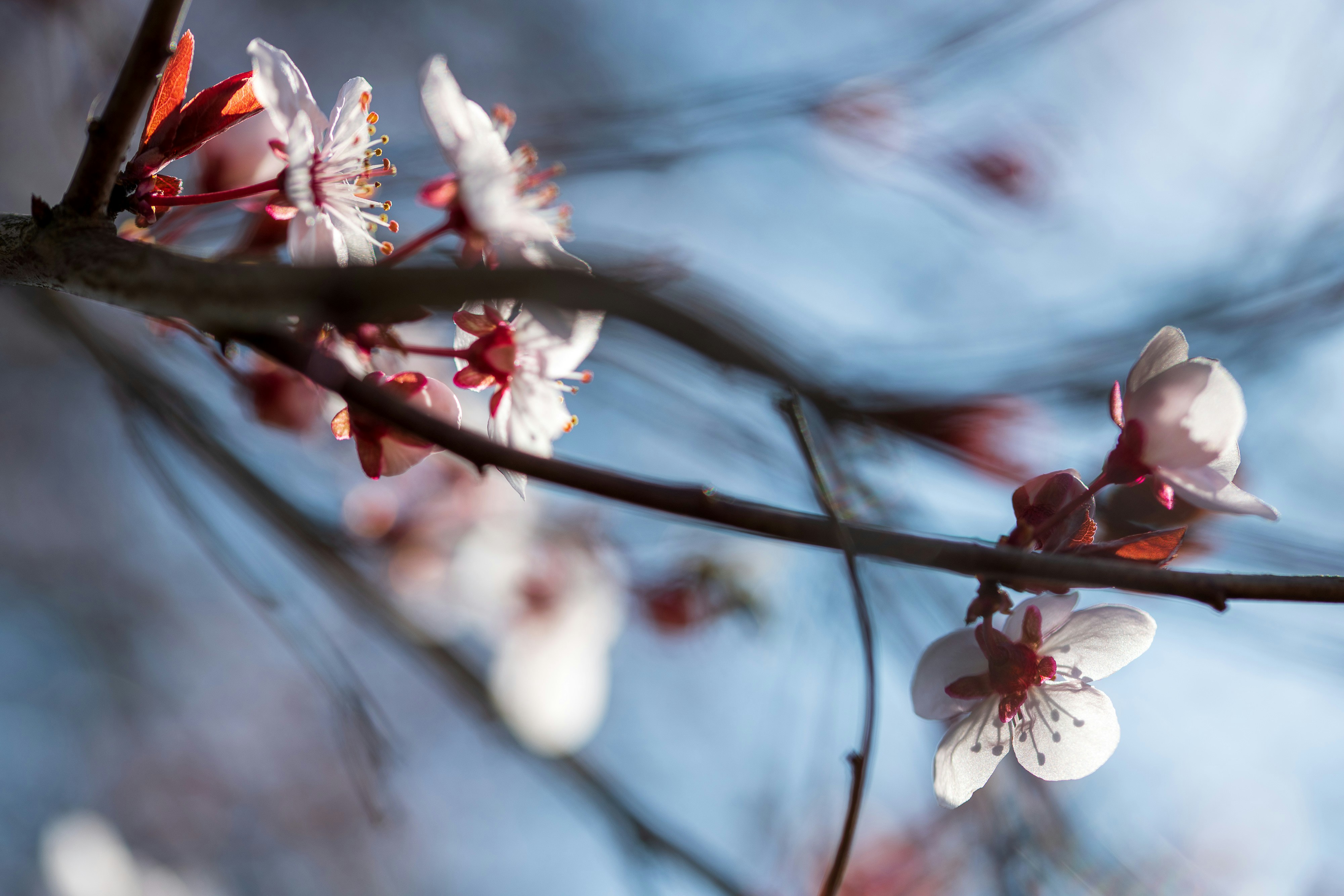 Delicate cherry blossoms framed against a soft blue sky, highlighting the transition of seasons.