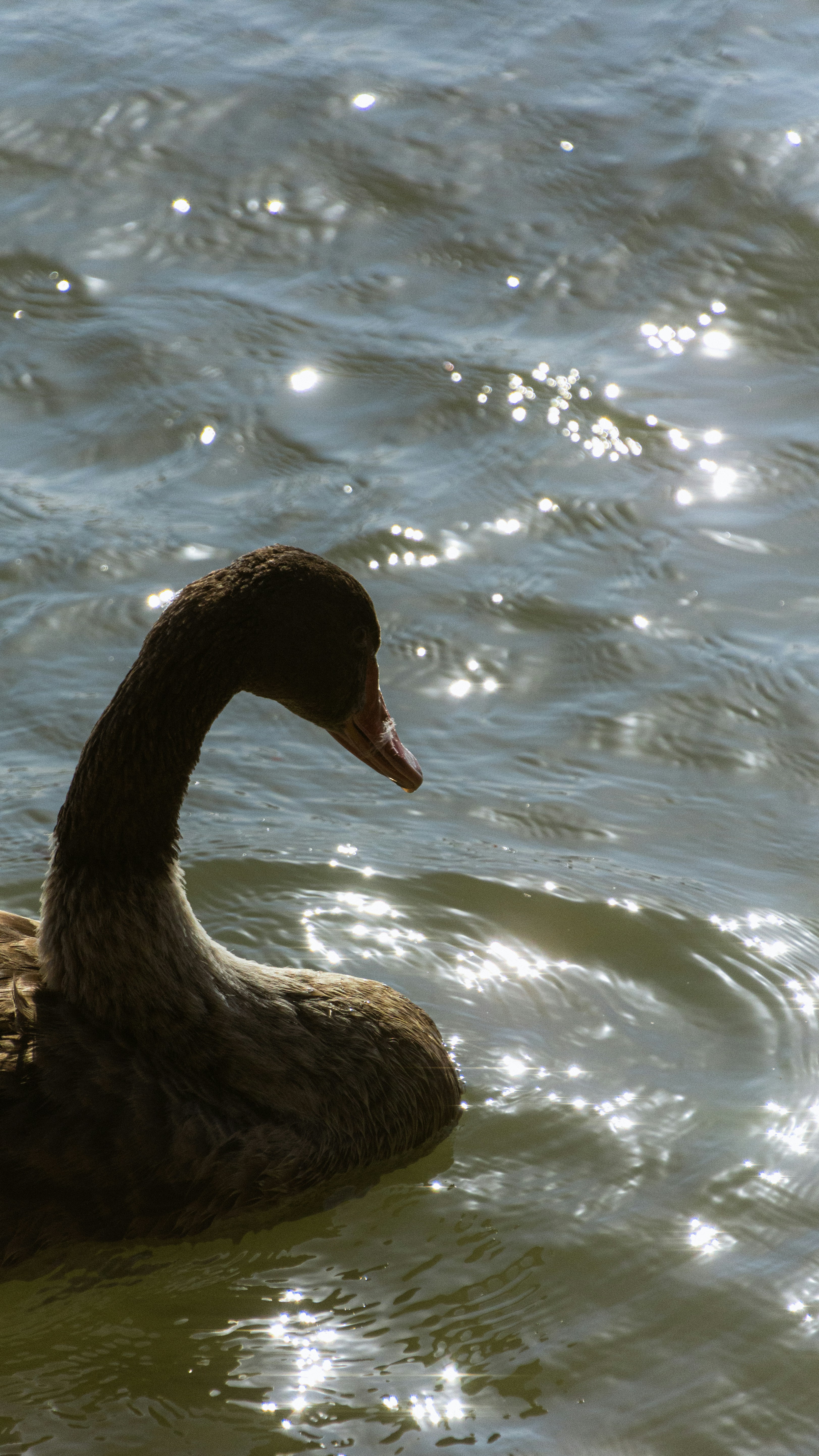 Foto zum Thema Eine Ente, die im Wasser schwimmt – Kostenloses Bild zu ...