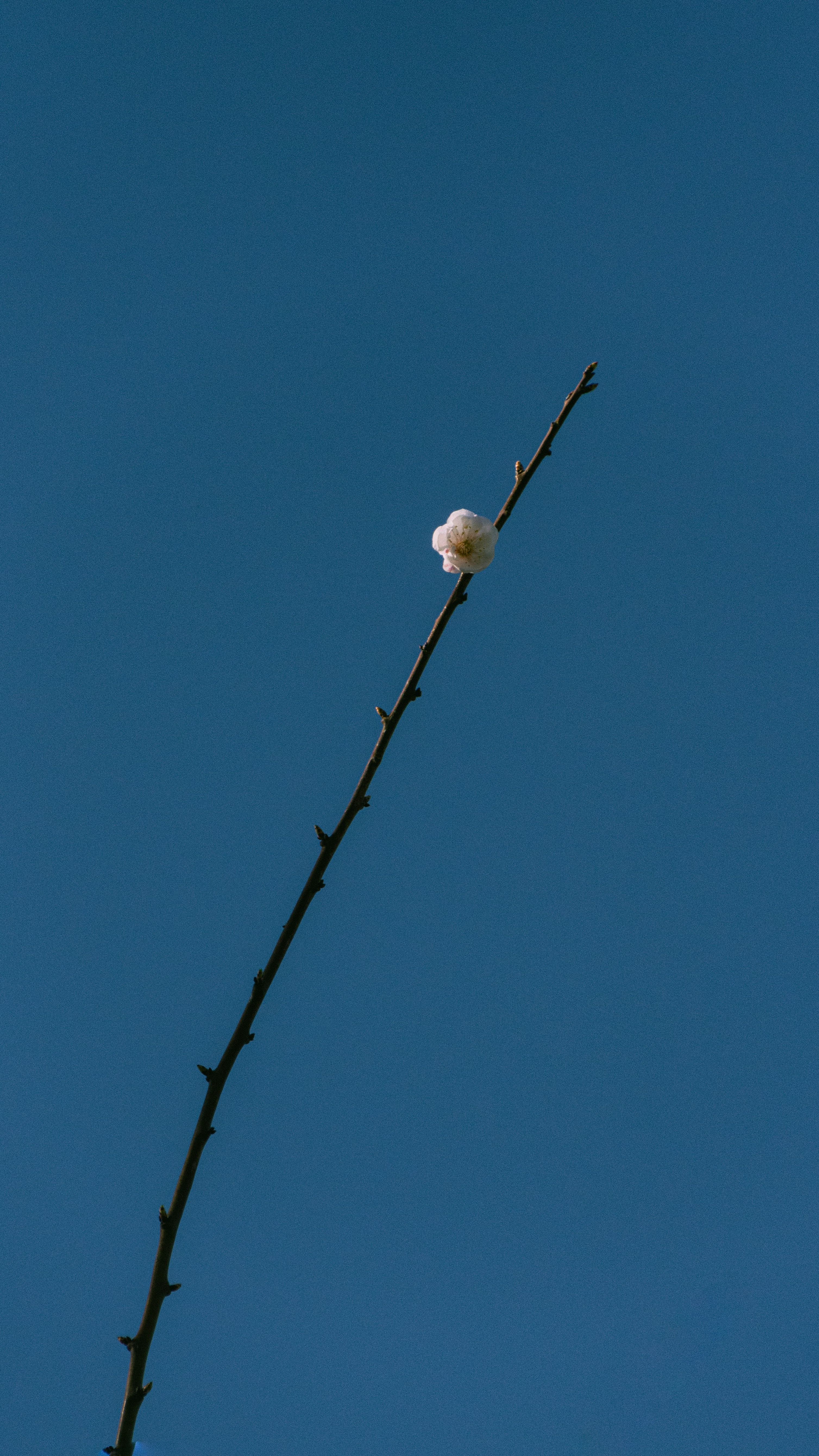 a white flower on a branch