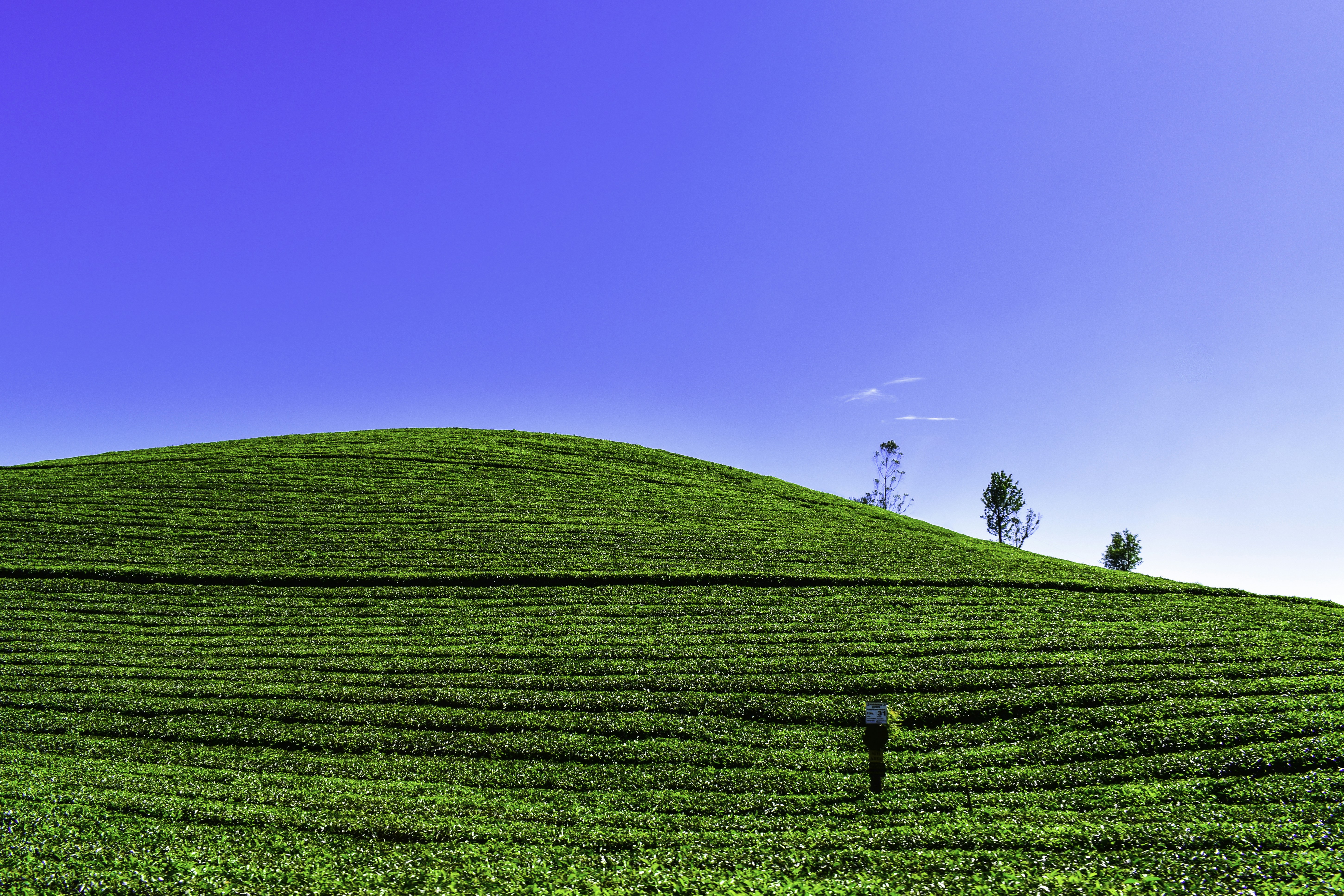 Lush green tea plantation rolling gently under a clear blue sky, with a solitary figure amidst the rows. Trees punctuate the landscape, adding depth to the serene scene.