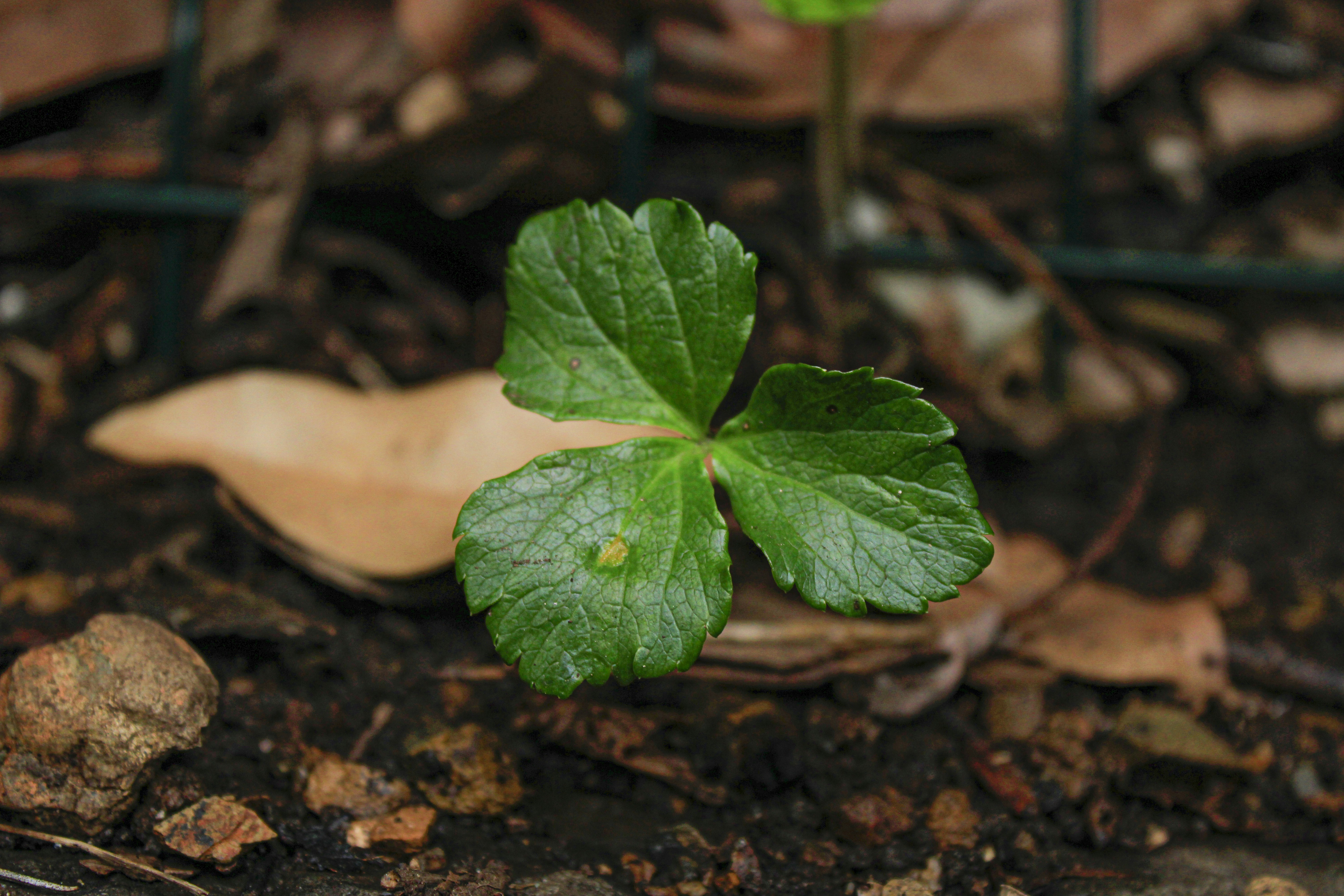 A young green plant with vibrant leaves emerges from the soil, surrounded by fallen leaves and earthy debris.