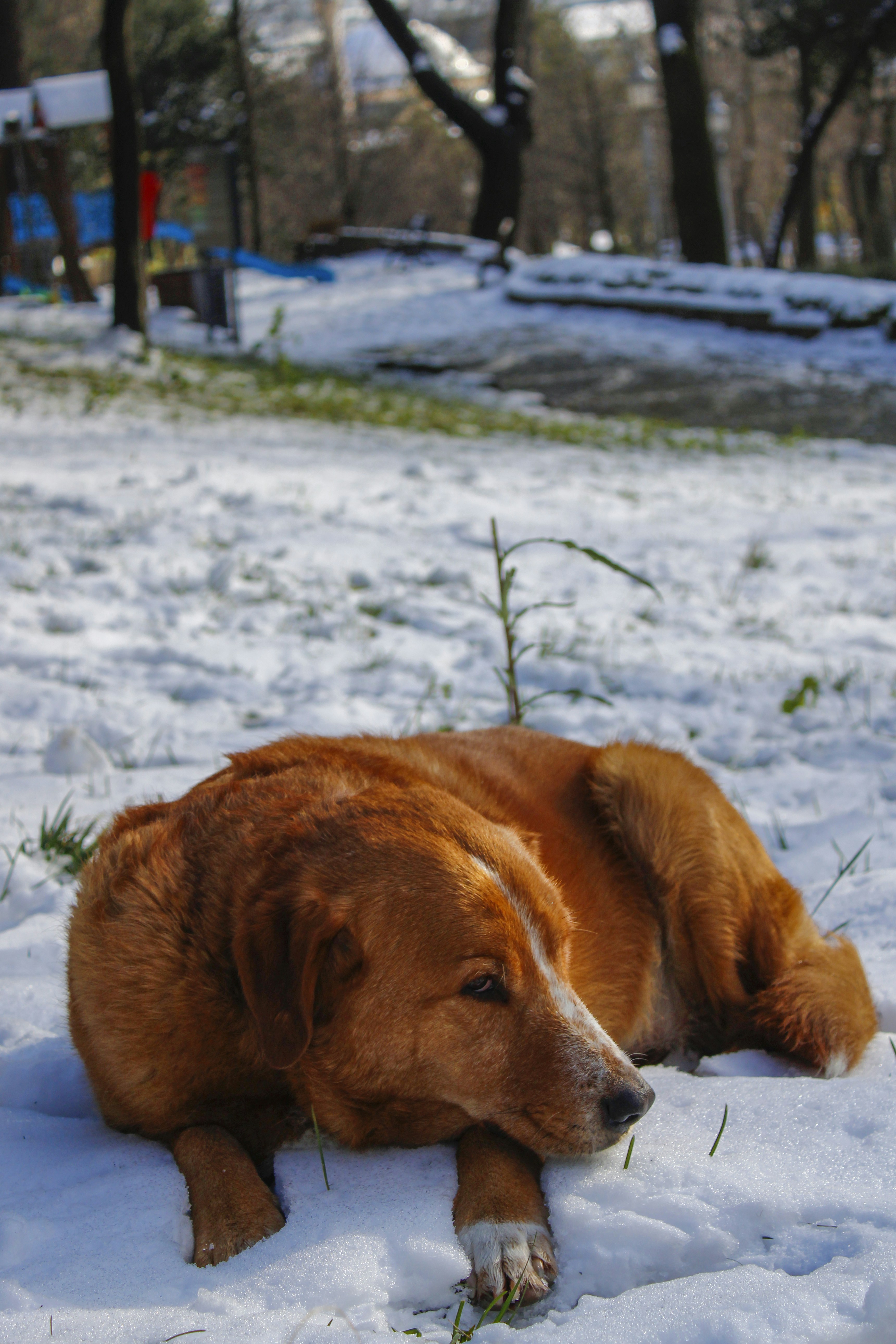 a dog lying in the snow