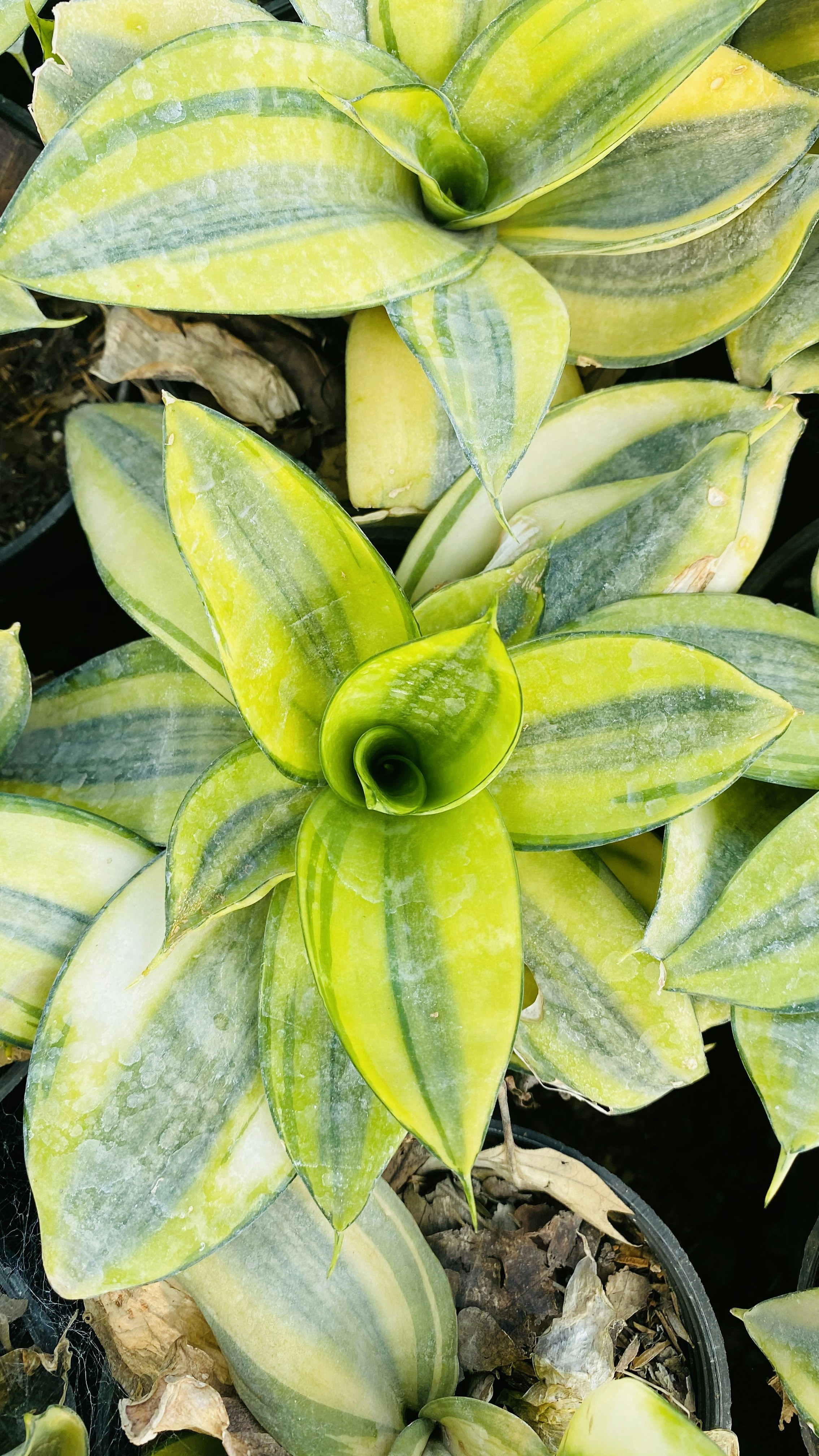 Green leaves.