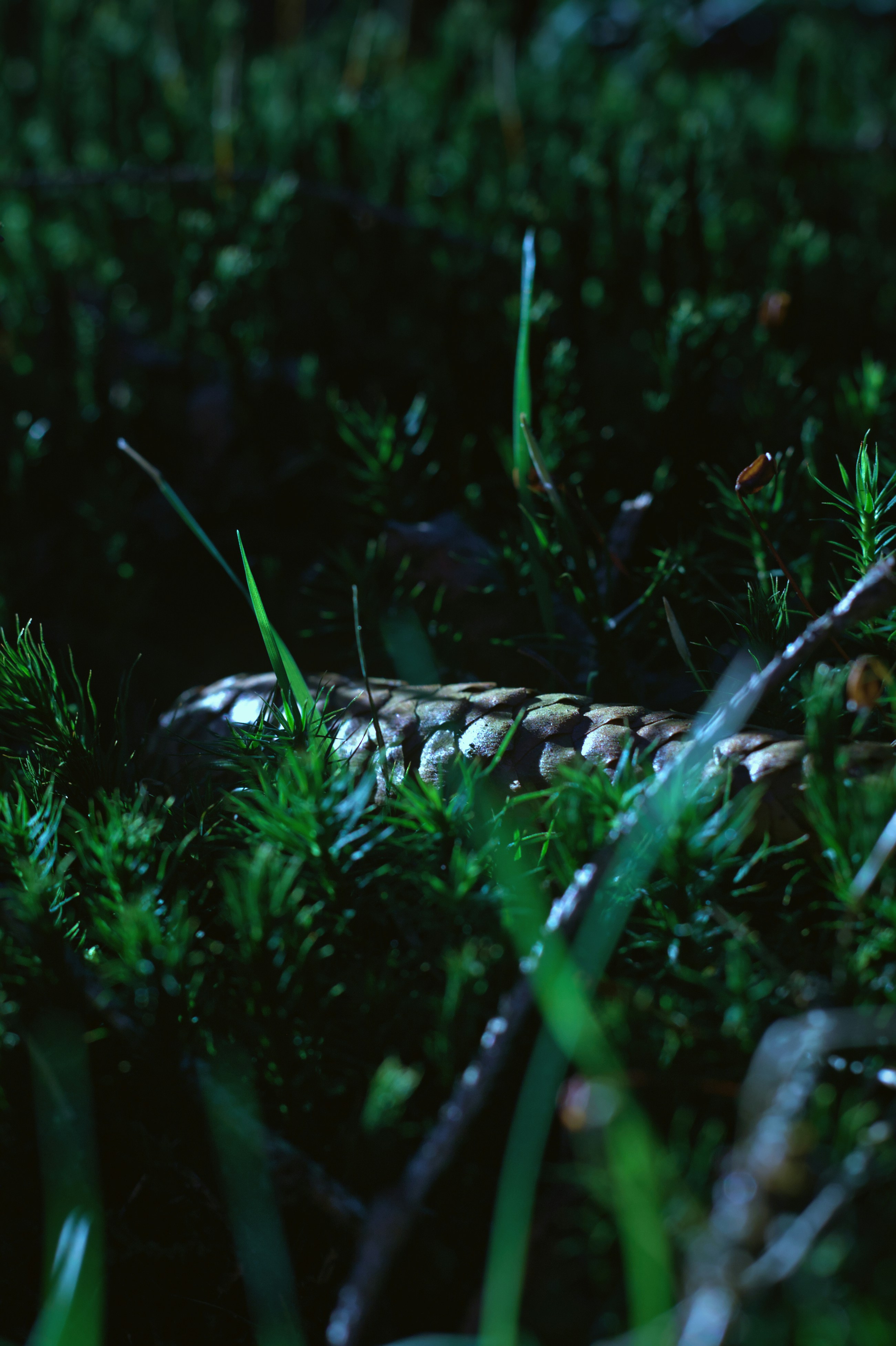A snake blends seamlessly into the lush undergrowth, its scales reflecting the dim light in a serene woodland setting.