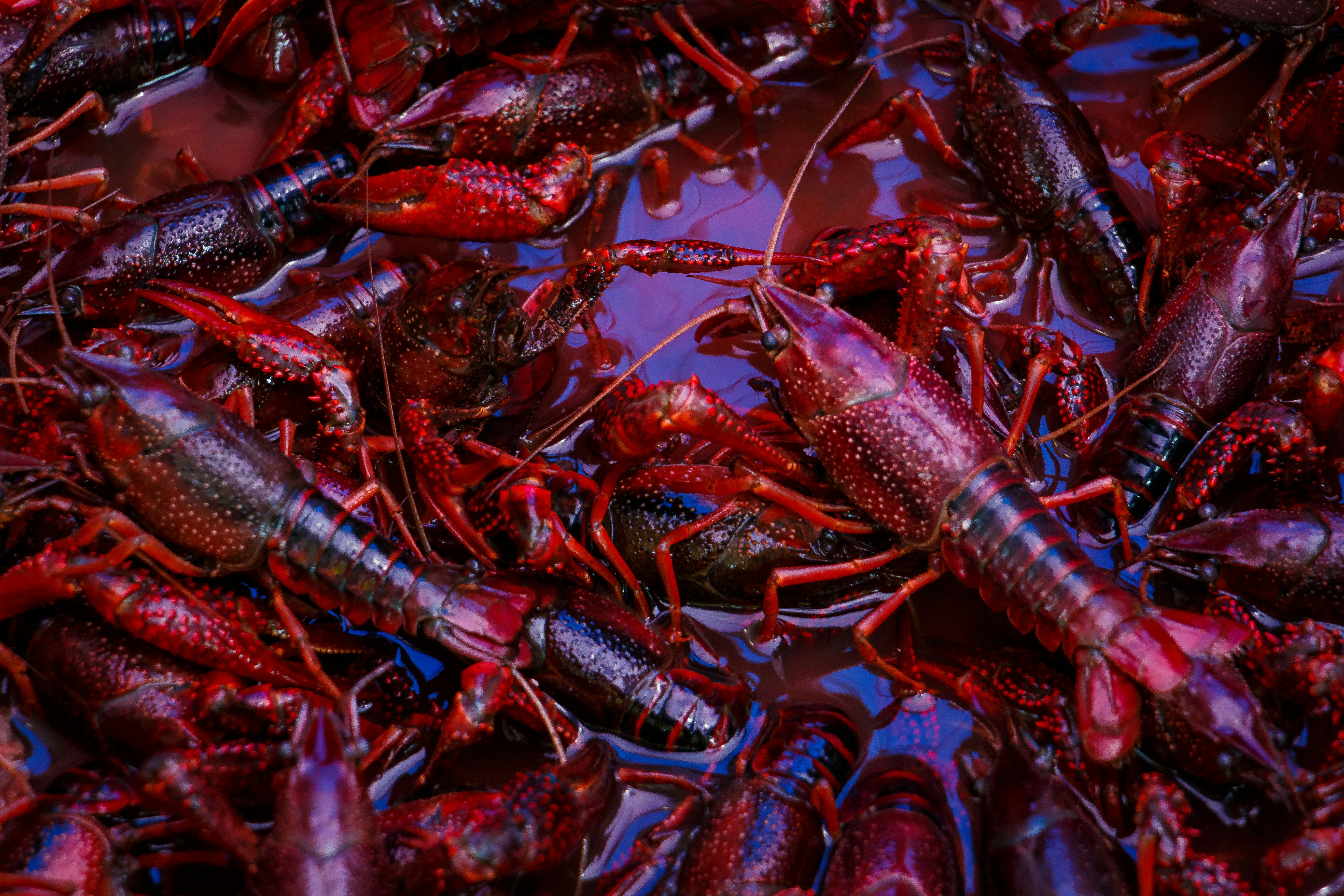Crawfish Pictures | Download Free Images on Unsplash