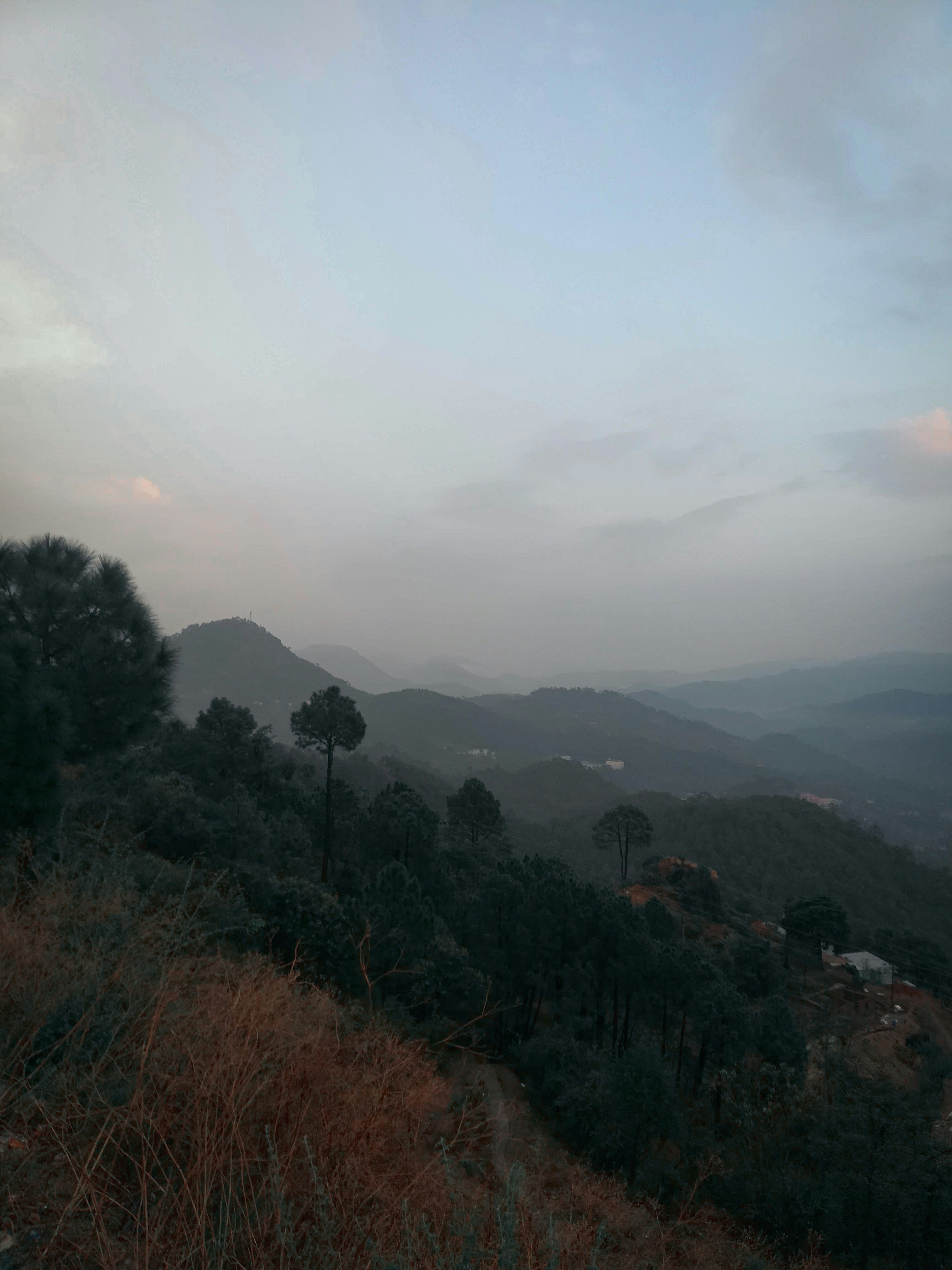 A serene view of layered mountains shrouded in mist, with a foreground of pine trees and dry grass. The soft colors of the sky transition from blue to pink.