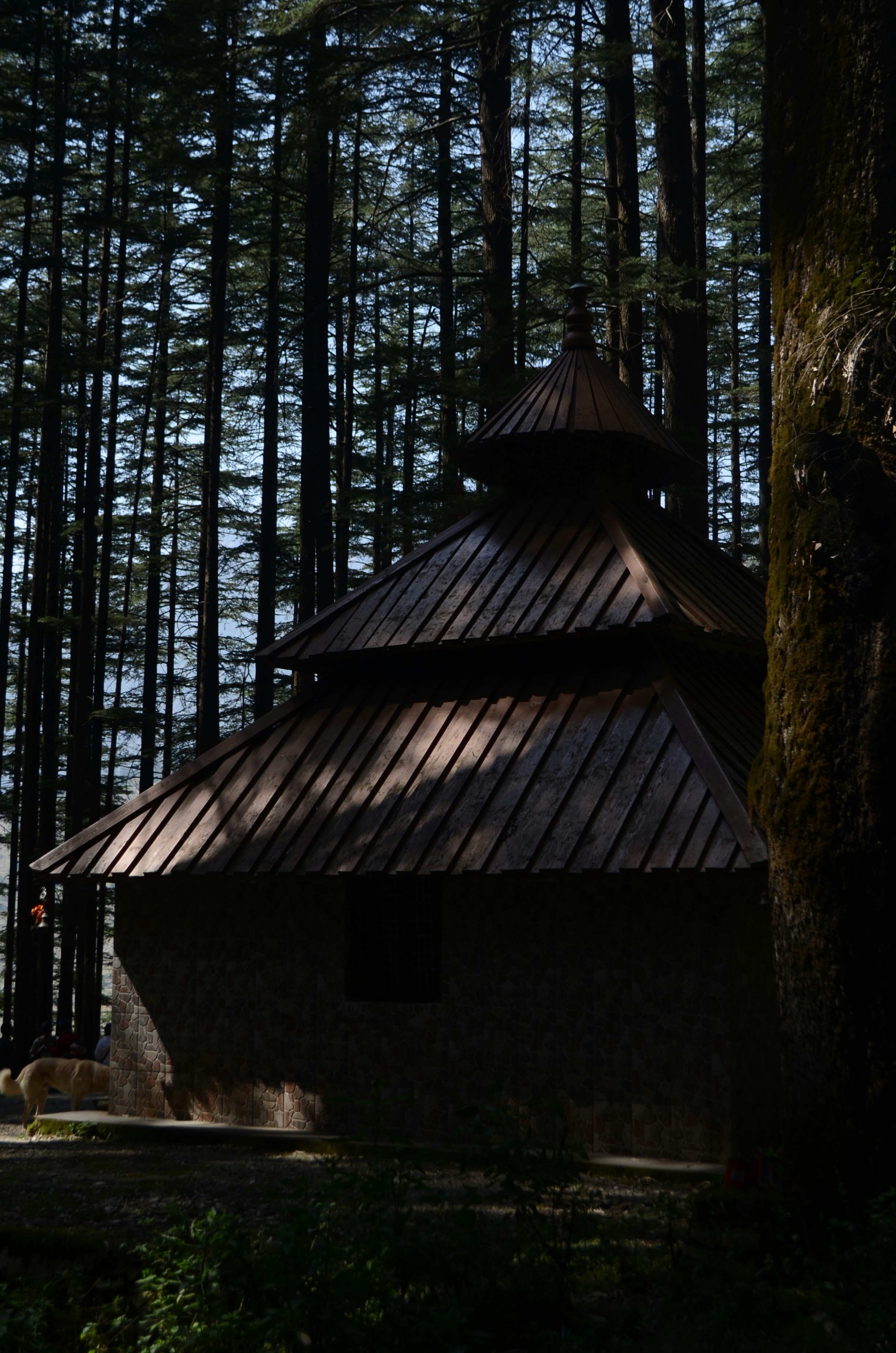 Forest Temple in Dappled Light