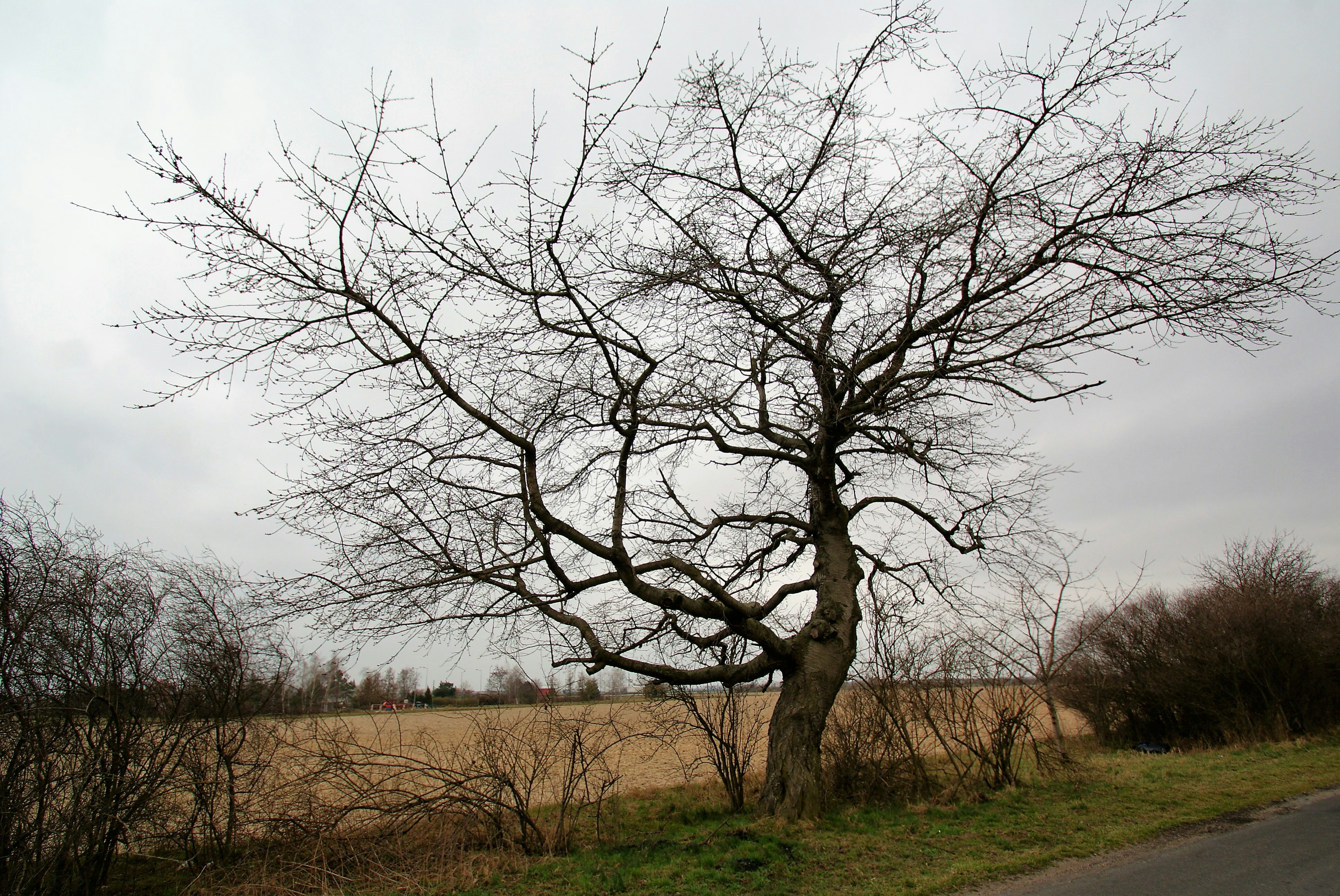 Gnarled Sentinel: A solitary tree sheltering a quiet verge