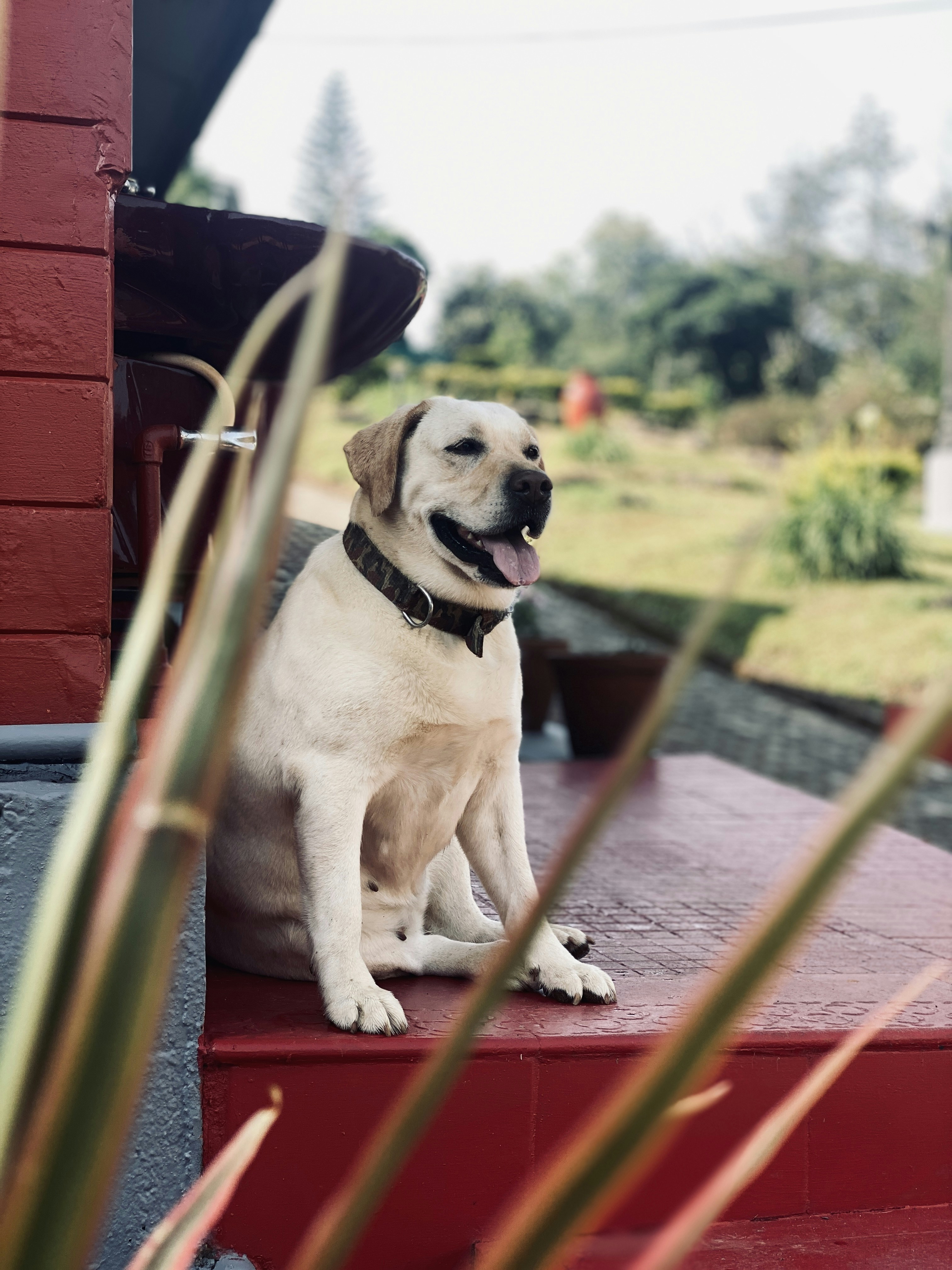 A dog sitting on a boat photo – Free Canine Image on Unsplash