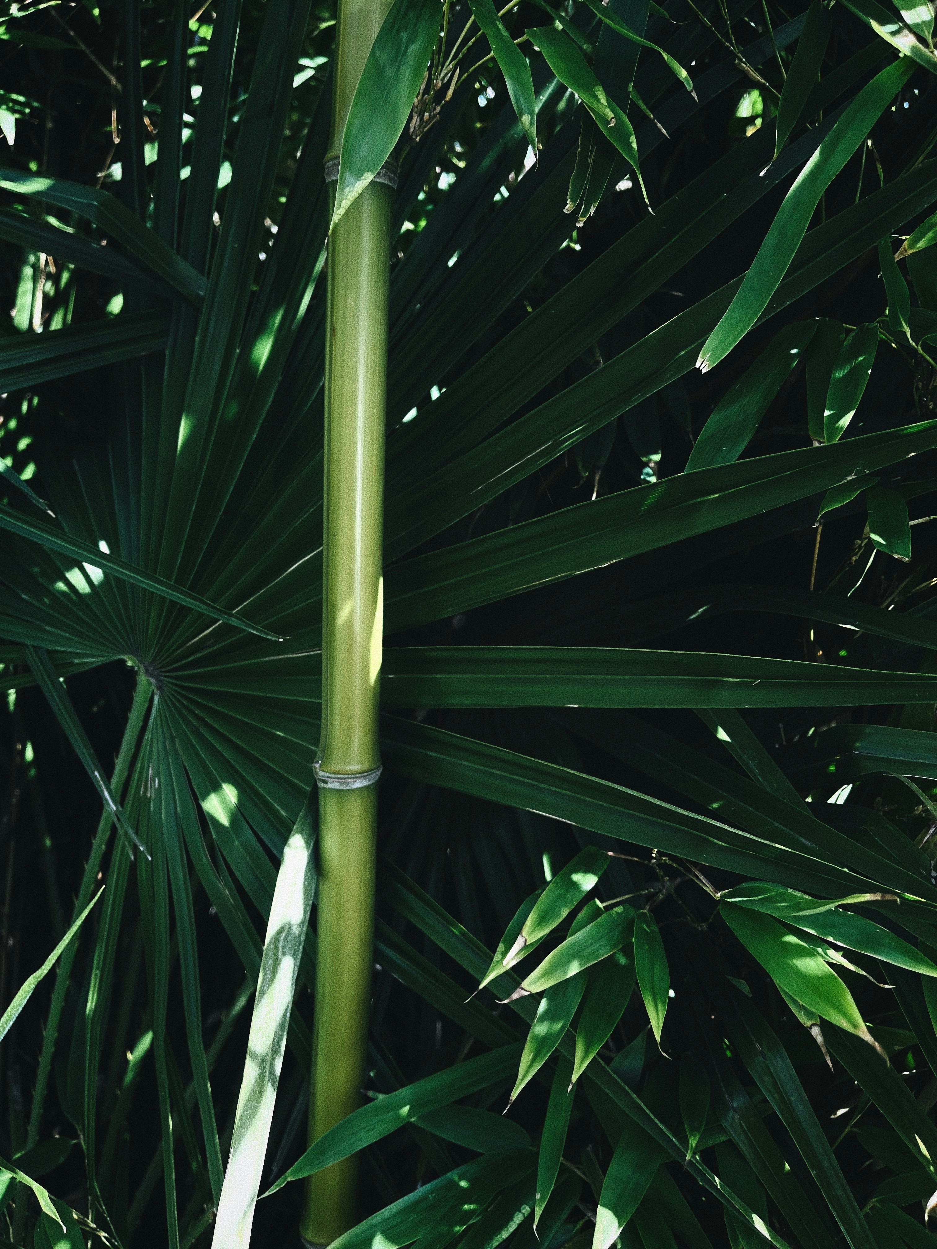 A tall bamboo stalk surrounded by lush green palm leaves and foliage, showcasing the intricate textures of nature.