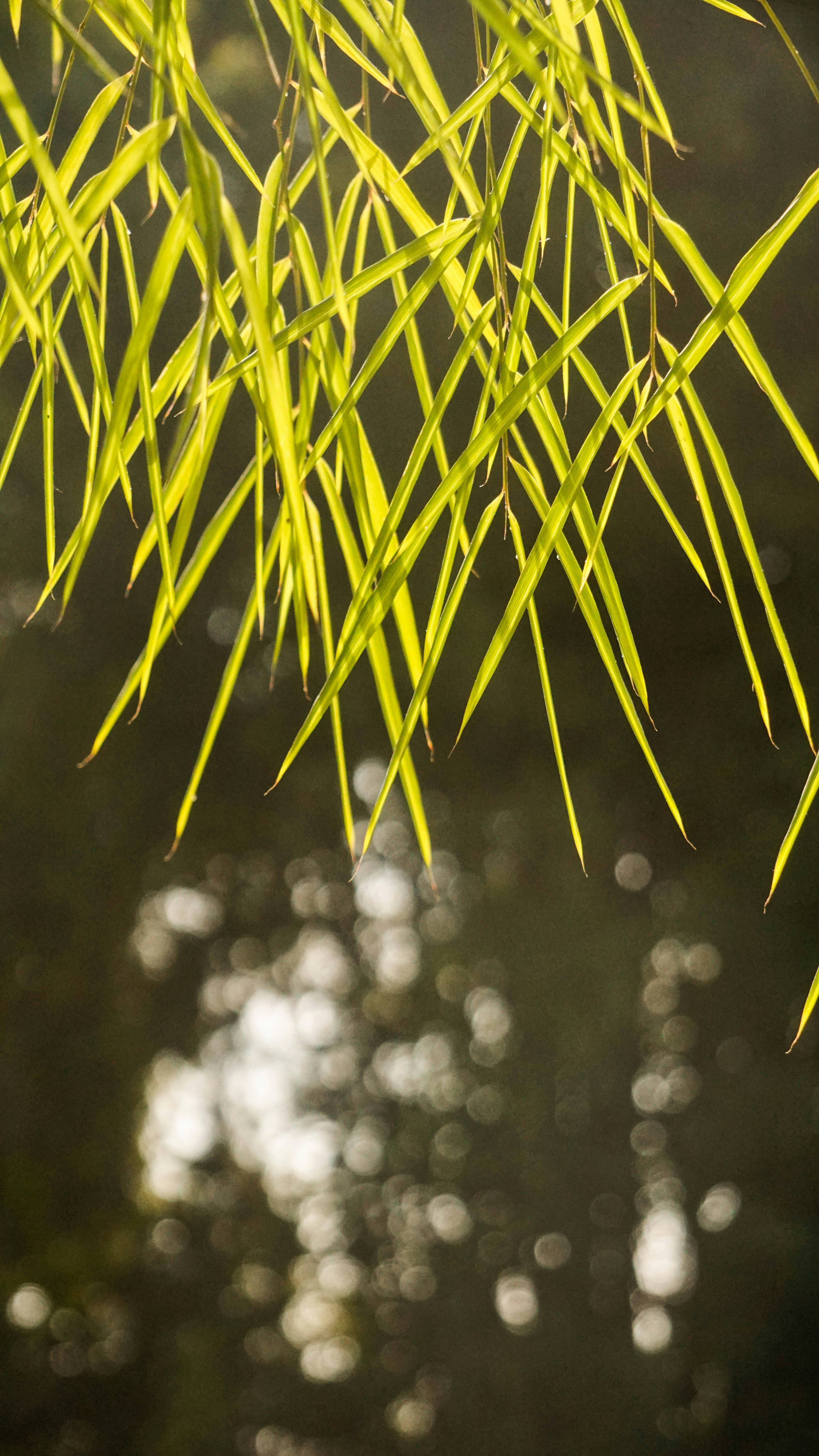 Golden Bamboo Needles Draped Over a Velvet Pond