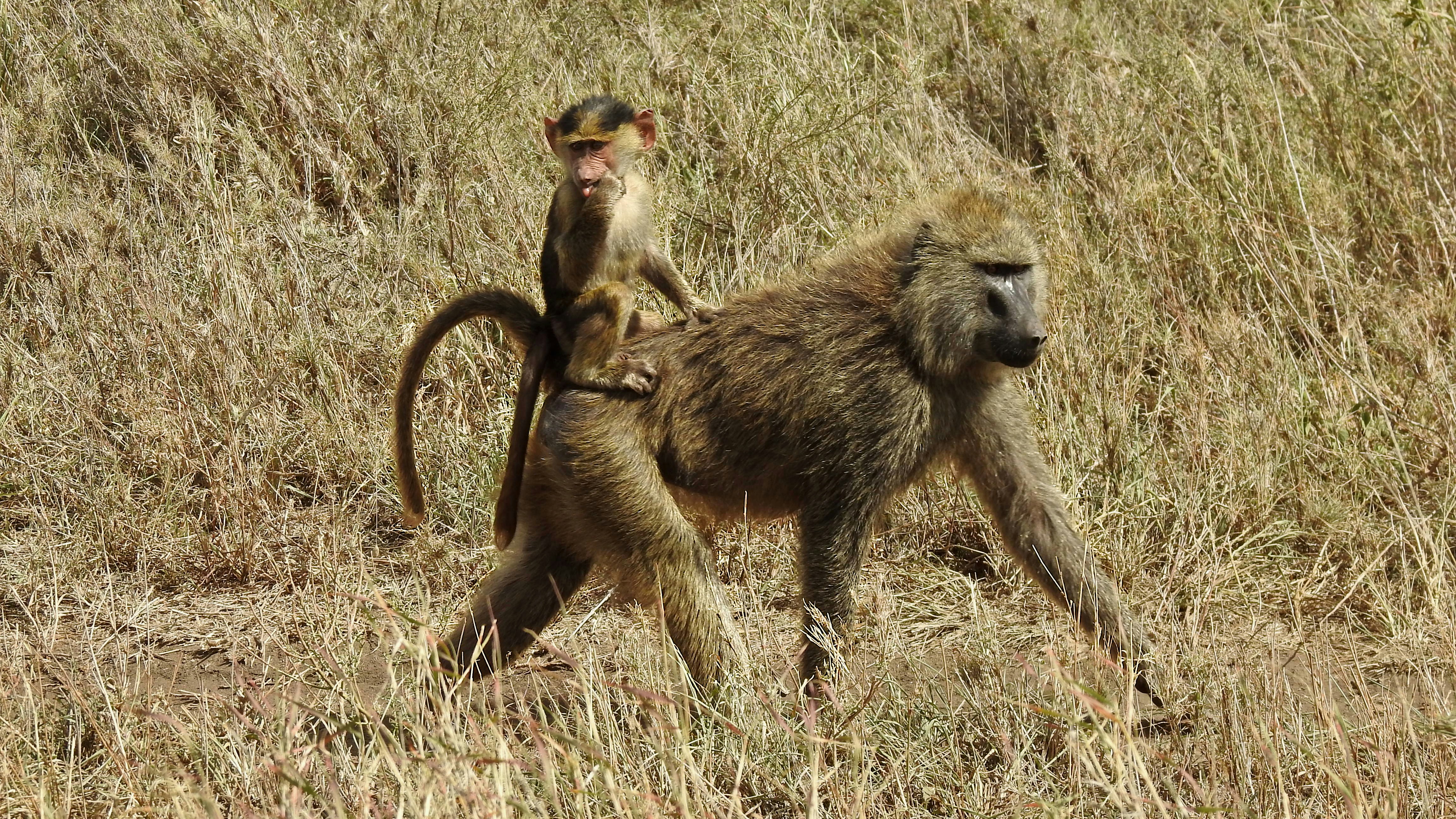 Mother and baby baboon