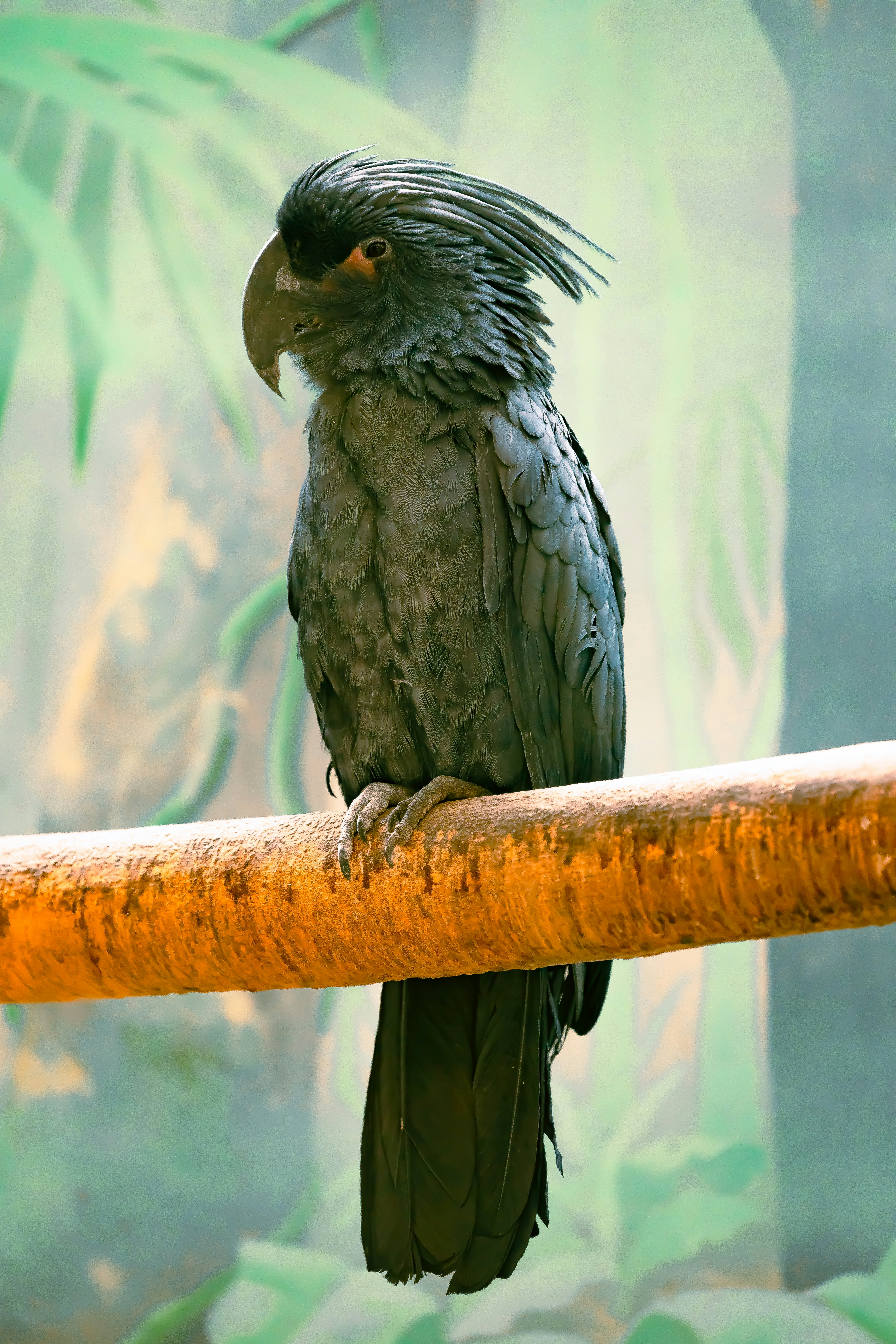 Spiky Crest on a Weathered Perch: A Black Cockatoo in Quiet Focus