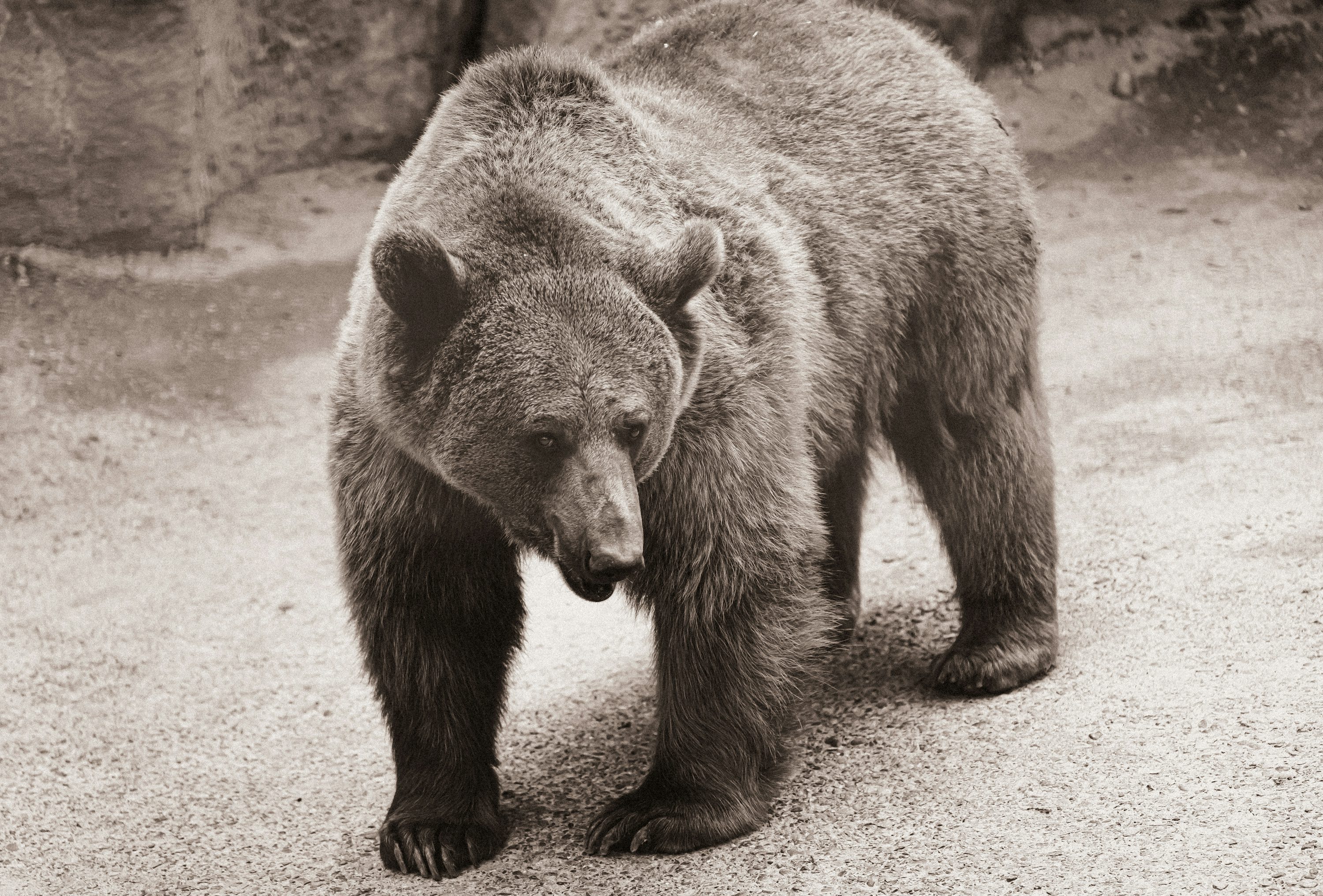 Urso Gif Pictures | Download Free Images on Unsplash Urso Gif Pictures | Download Free Images on Unsplash