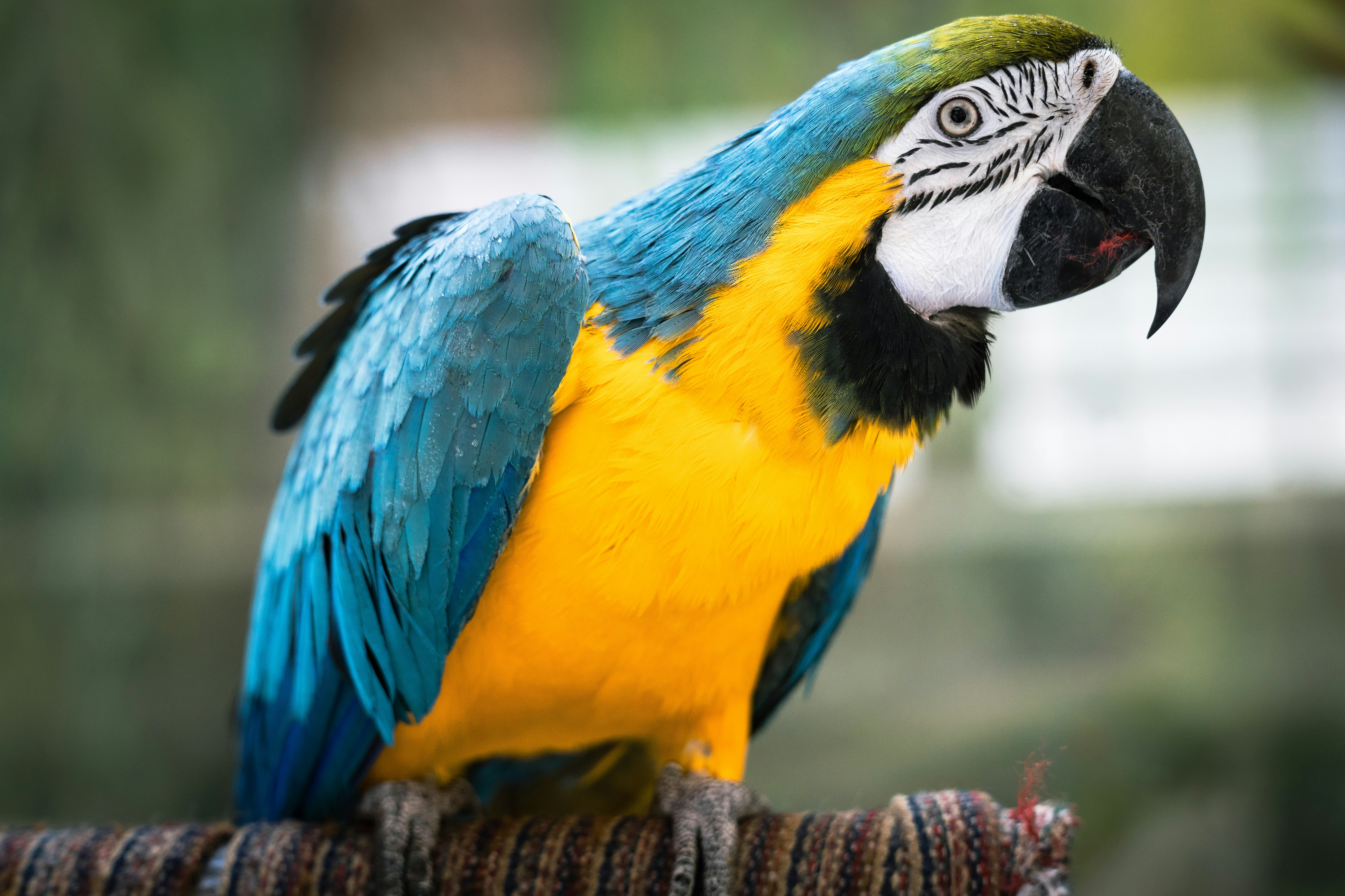 Blue and yellow macaw perched on a branch with blurred green background.