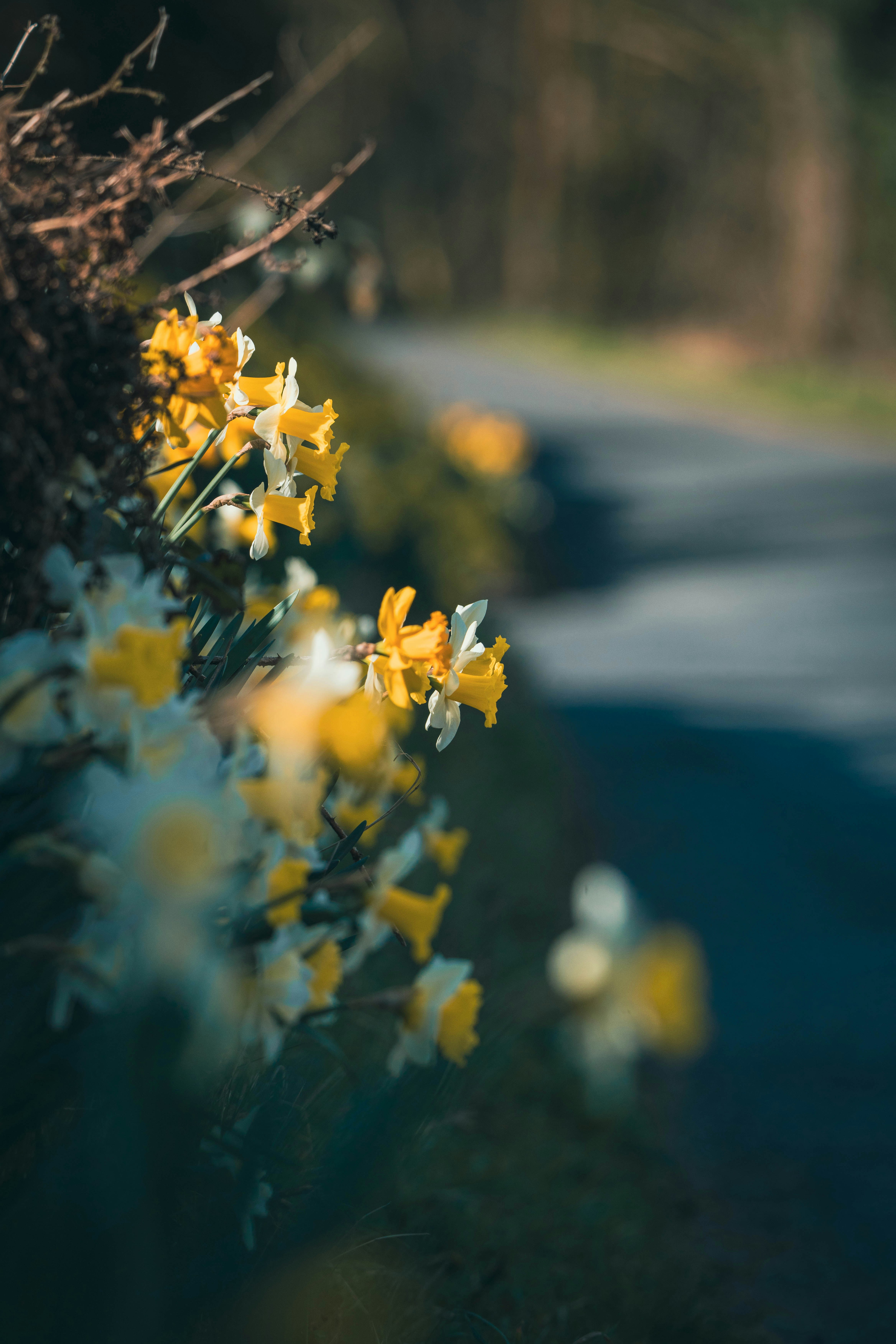Verge of Light: Daffodils Lean into a Sunlit Road