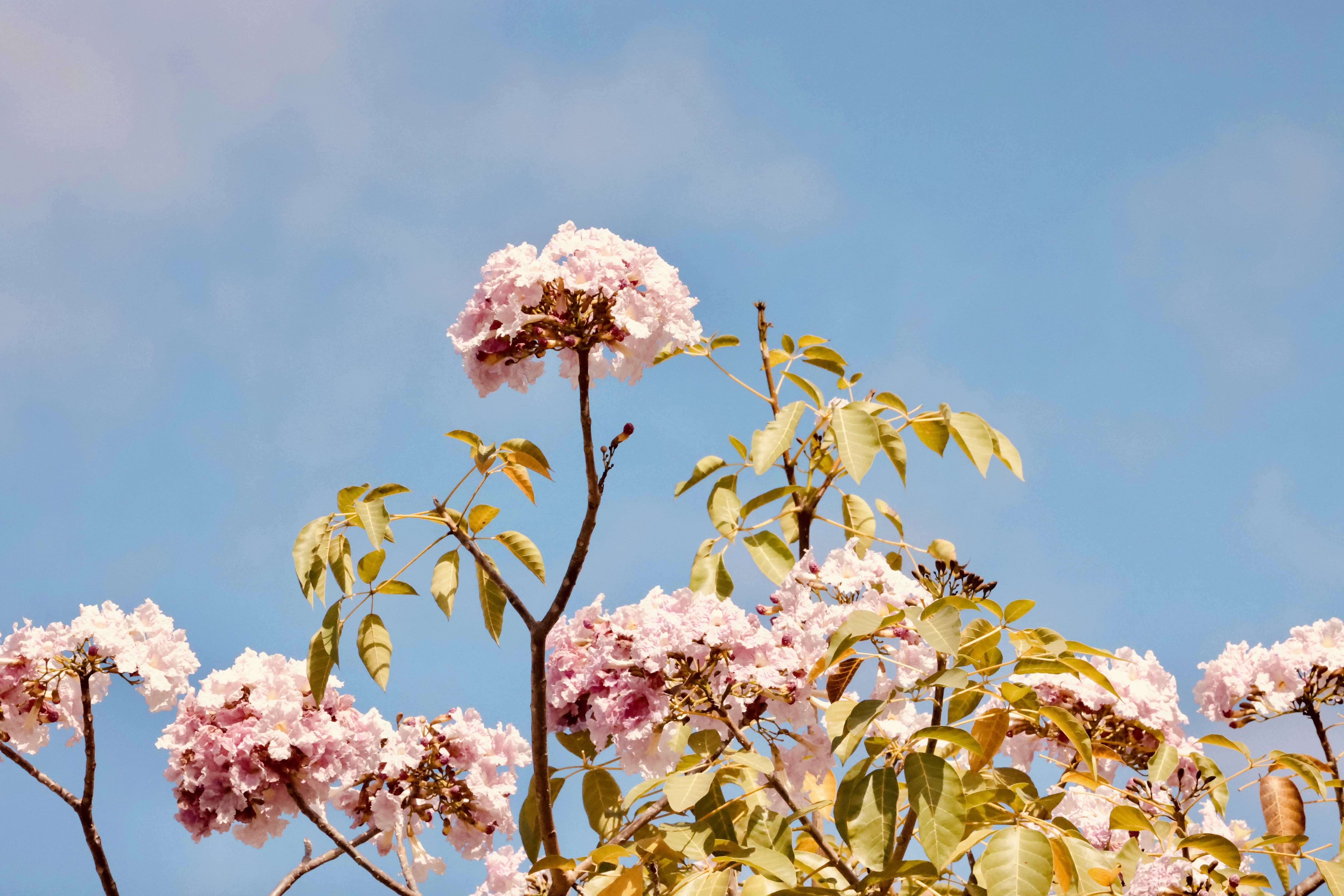 Un arbre aux fleurs roses photo – Photo Plante Gratuite sur Unsplash