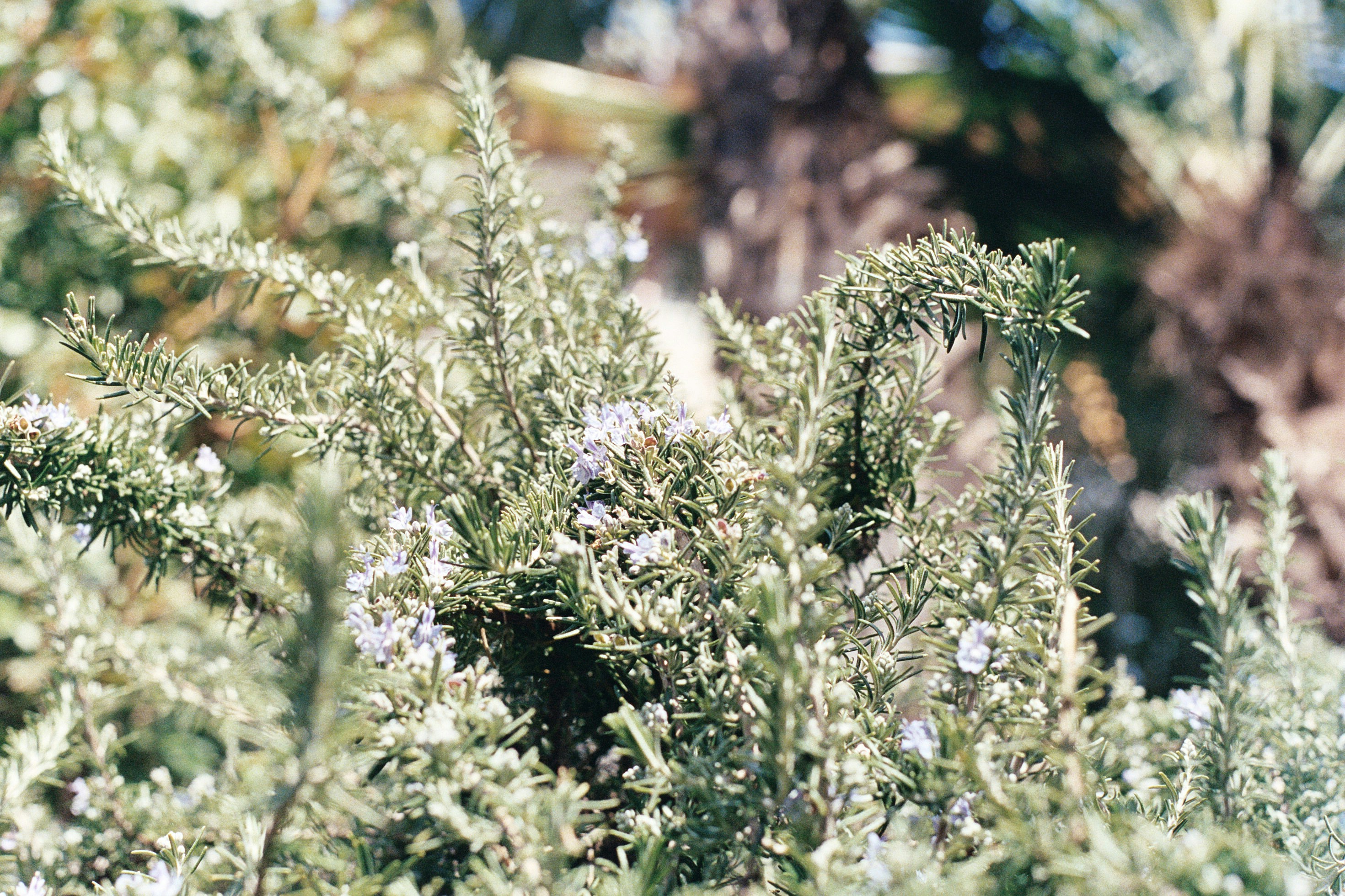 Gros plan d’une plante photo – Photo Plante Gratuite sur Unsplash