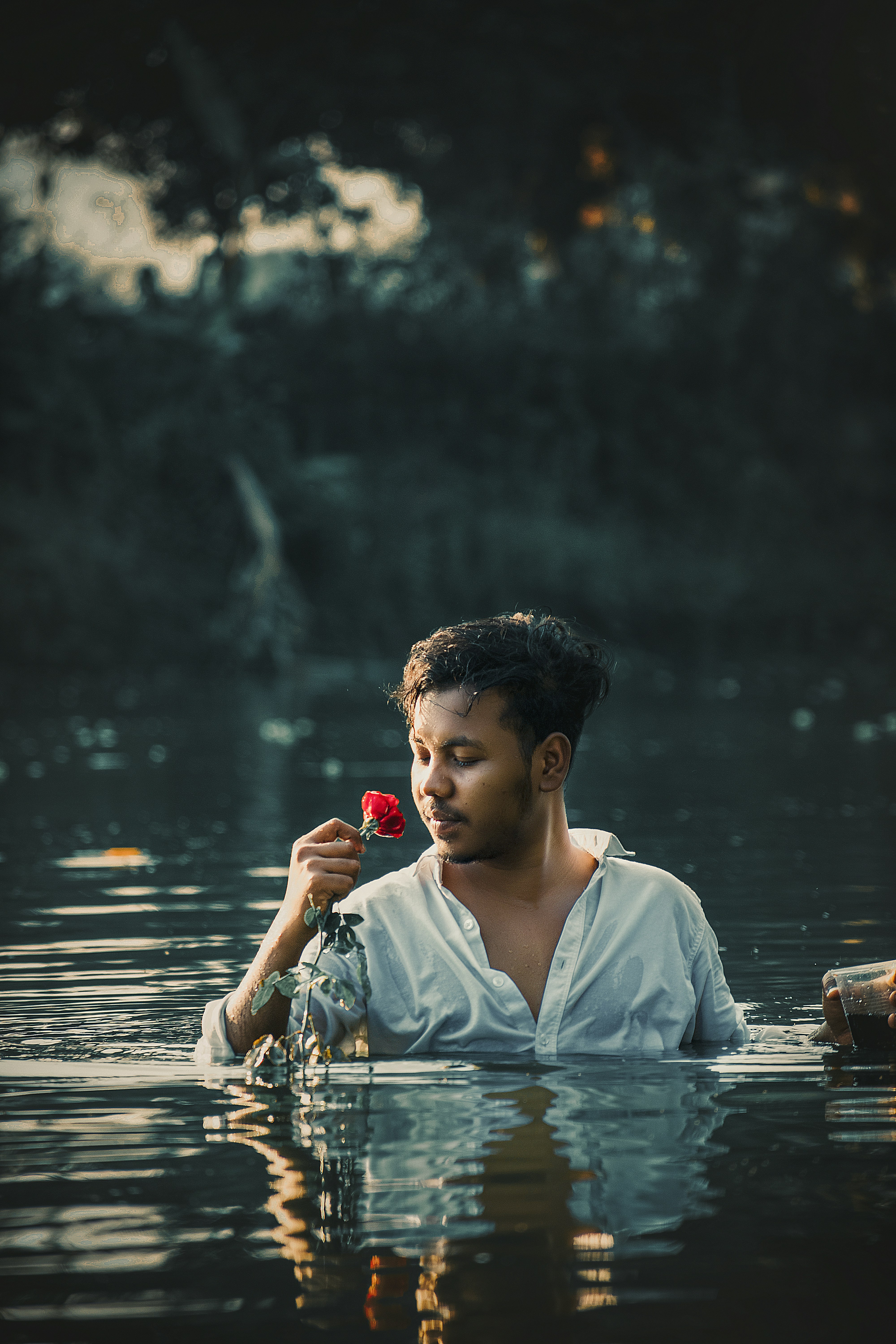 Red Rose in Still Waters: A Quiet Moment of Reflection
