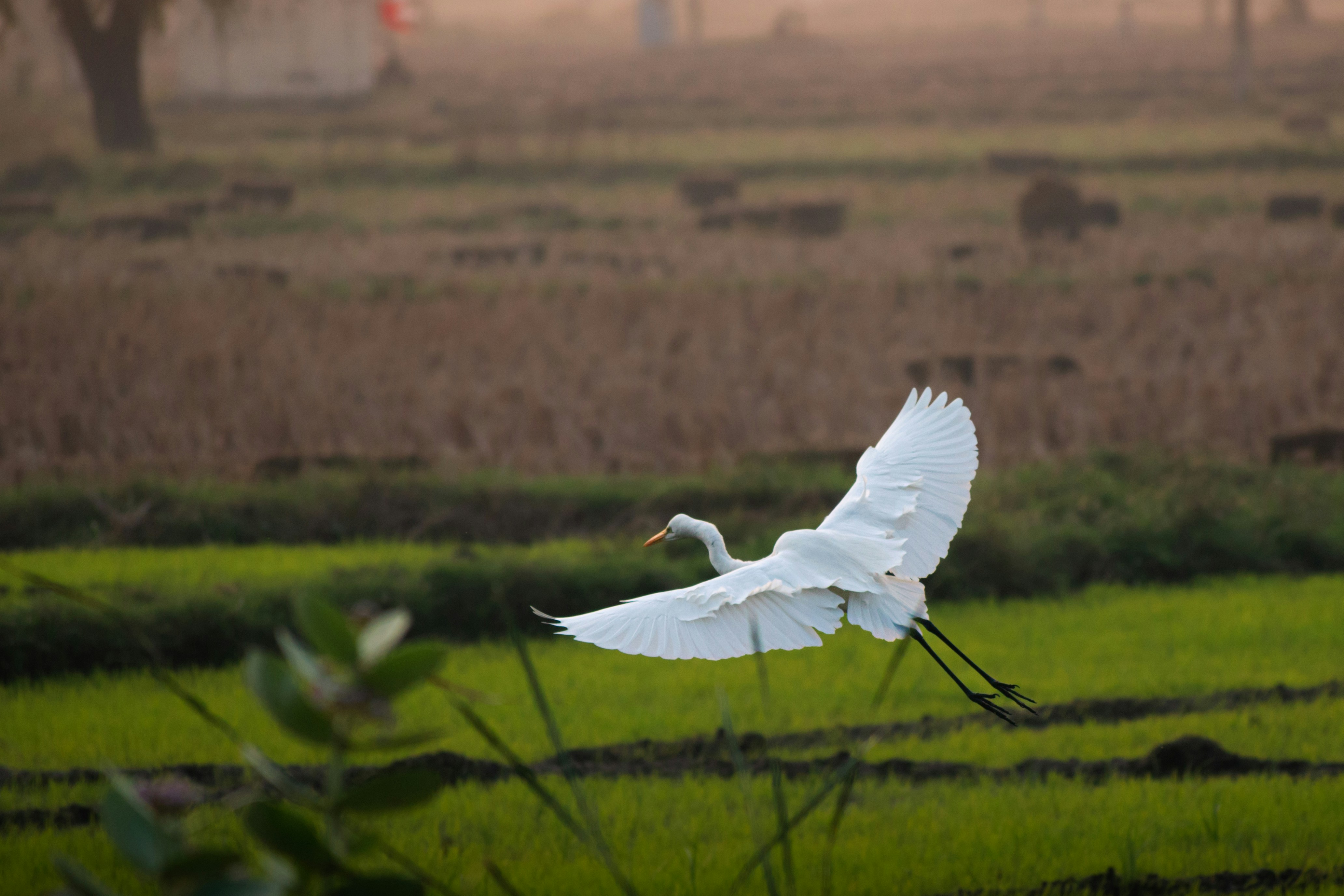 A large white bird flying over a lush green field photo – Free Gujarat ...