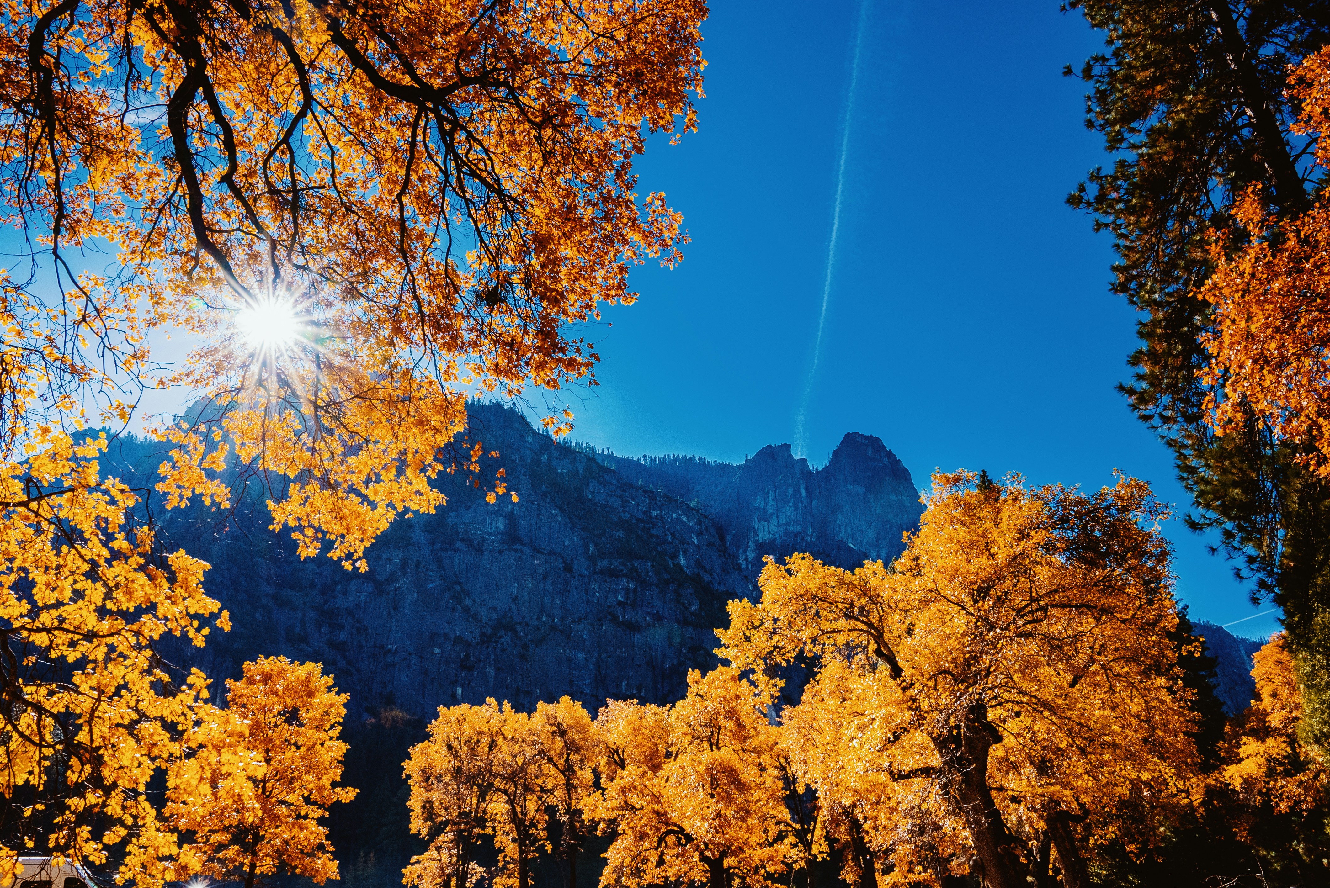 Golden Canopy Under a Brilliant Sky