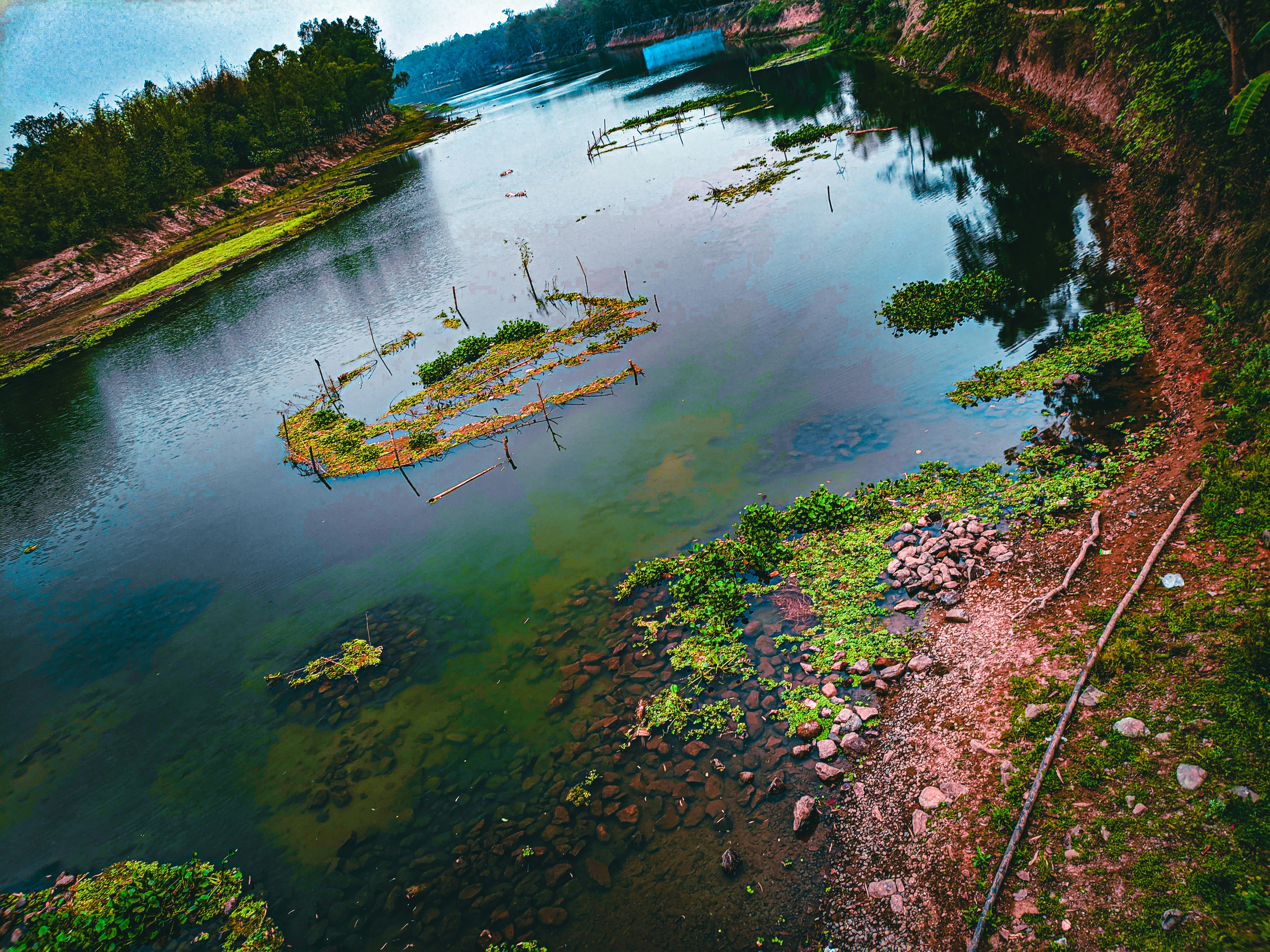 A body of water surrounded by a lush green forest photo – Free ...